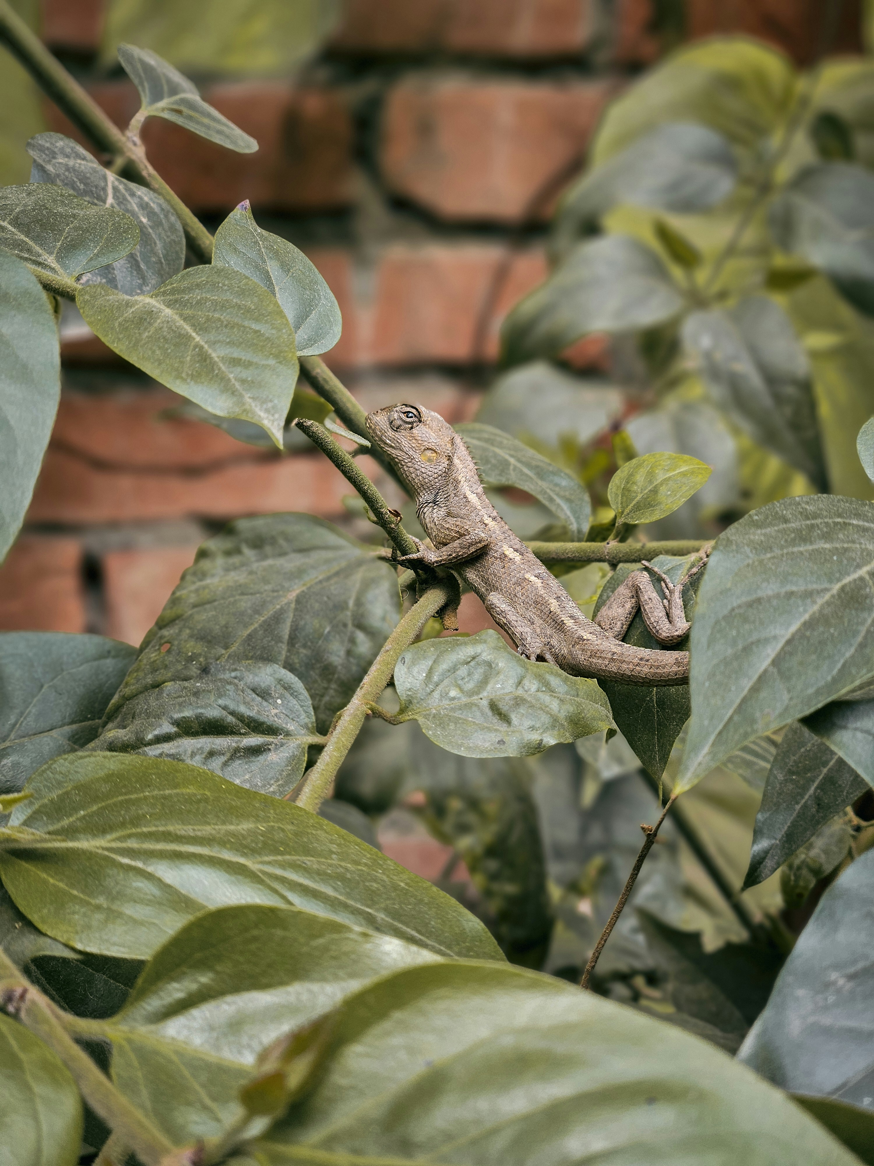 Vine-Tethered Watcher: A Lizard Pauses Amid Foliage with a Brick Backdrop