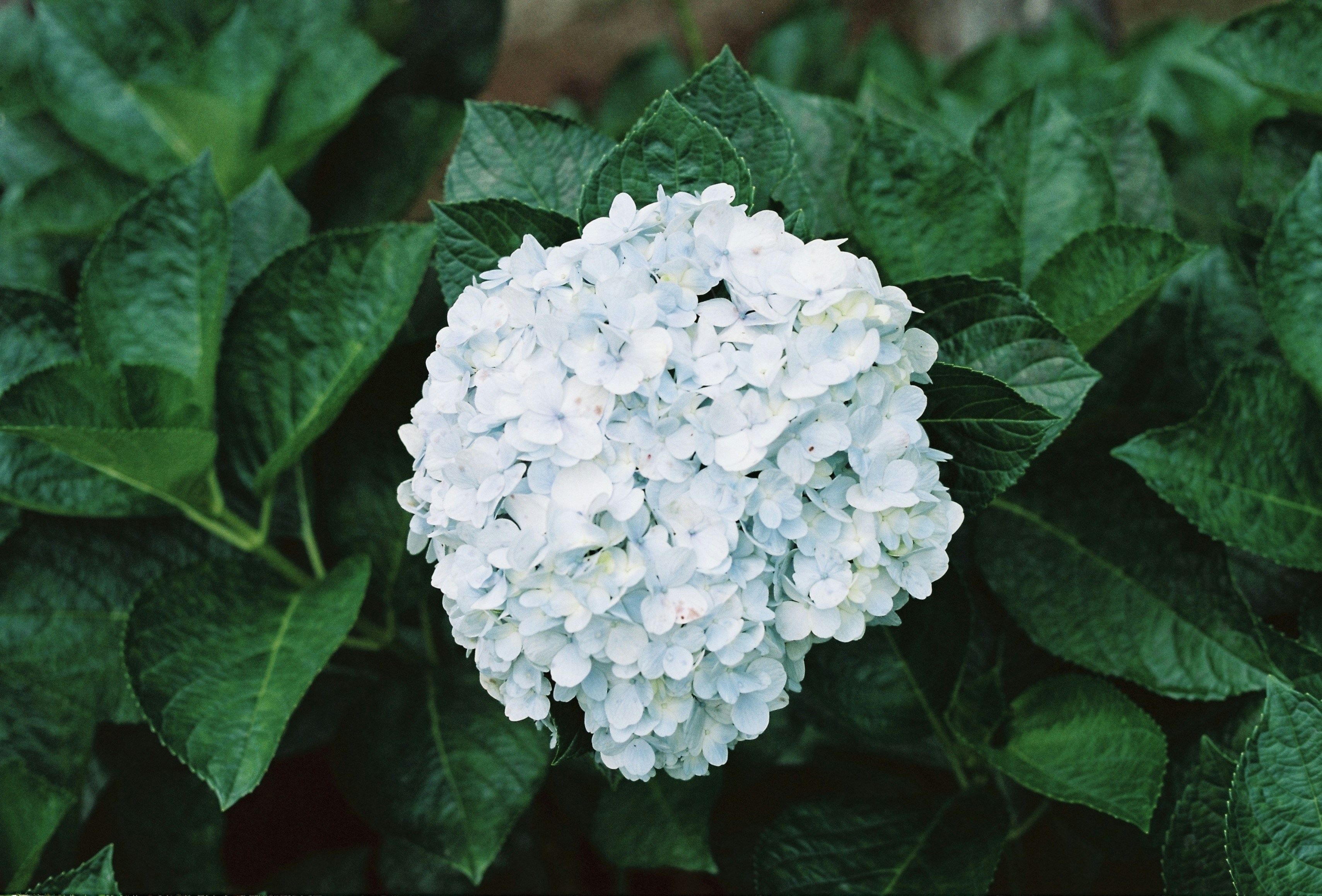 White hydrangea bloom surrounded by lush green leaves.