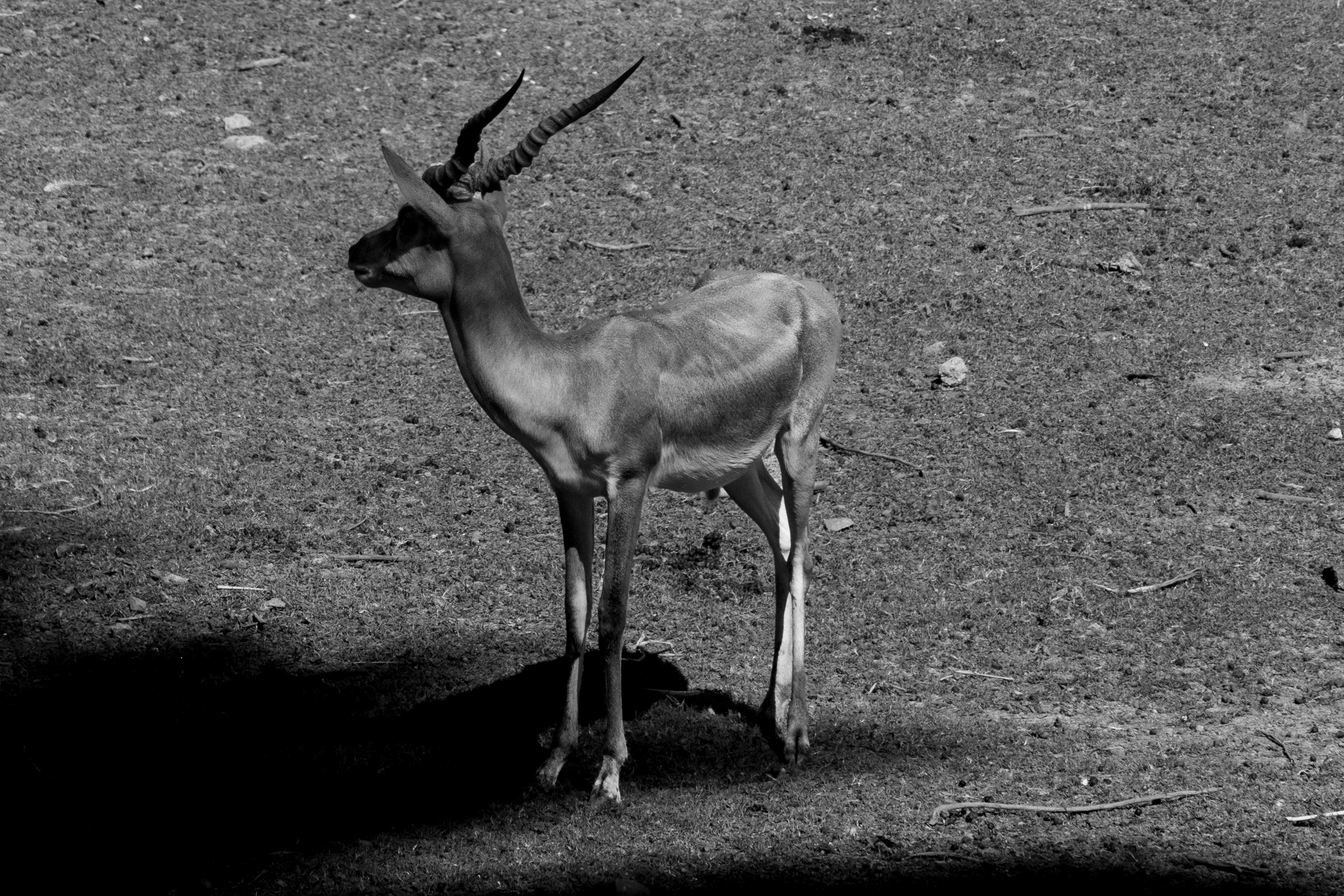A small antelope standing in the middle of a field