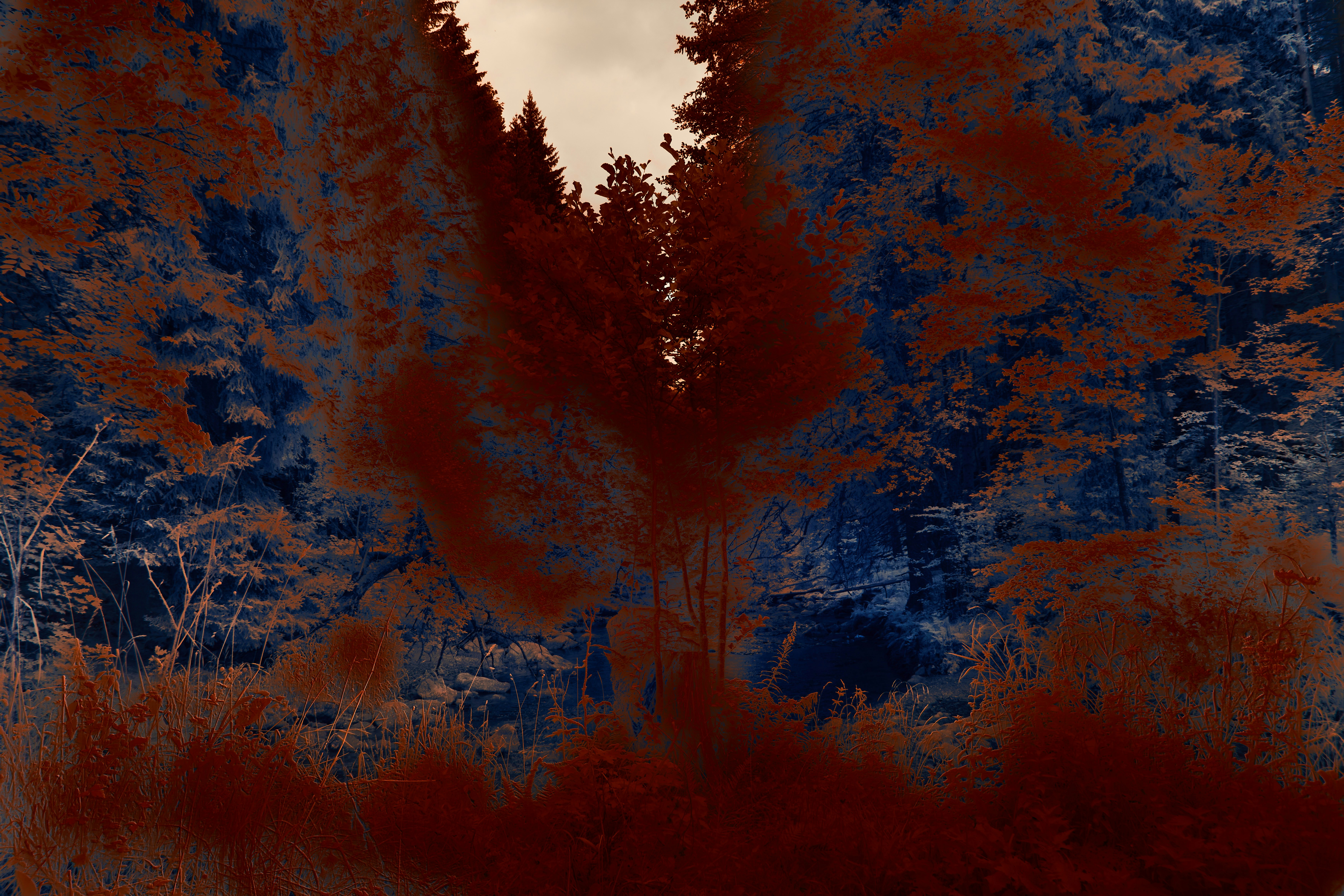 Crimson Canopy, Indigo Shadows: An Infrared Forest Study
