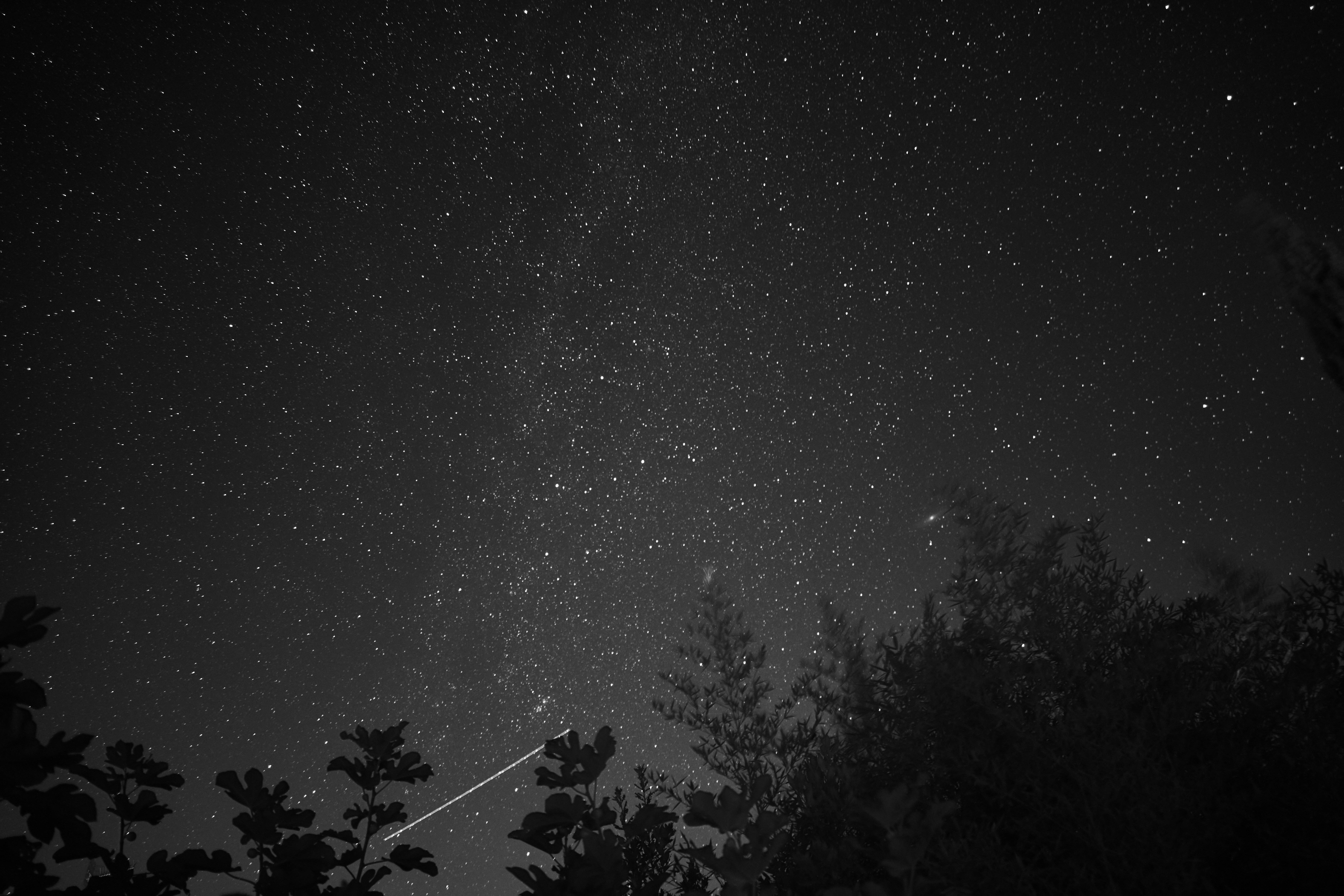 Star-filled night sky with a meteor streaking past silhouetted tree branches in monochrome.