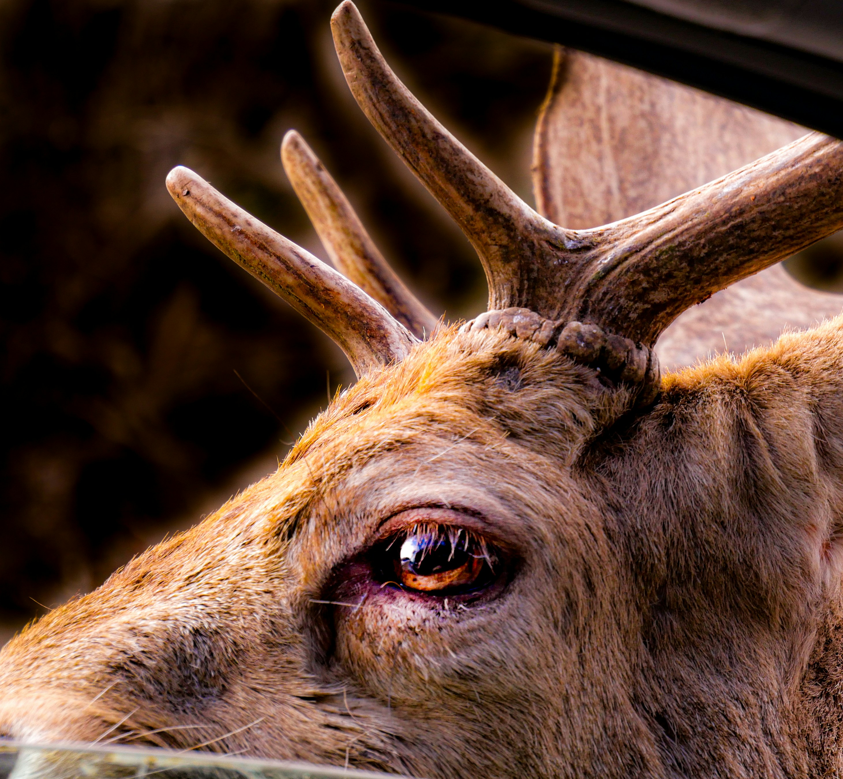 Close-up portrait of a stag's eye and antlers seen through a car window. The image emphasizes the rich fur texture and warm tonal balance.