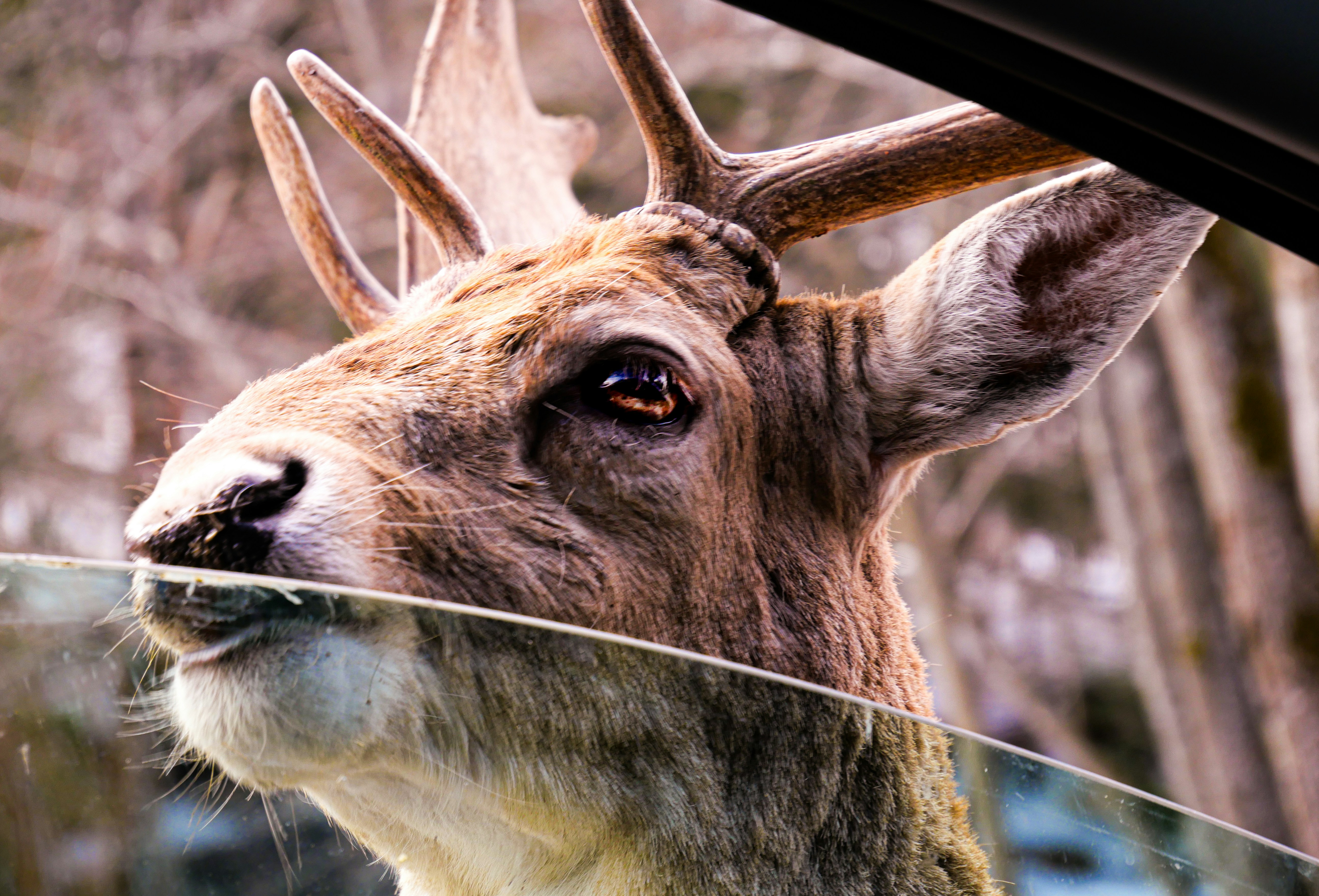 Gentle Encounter Through the Glass