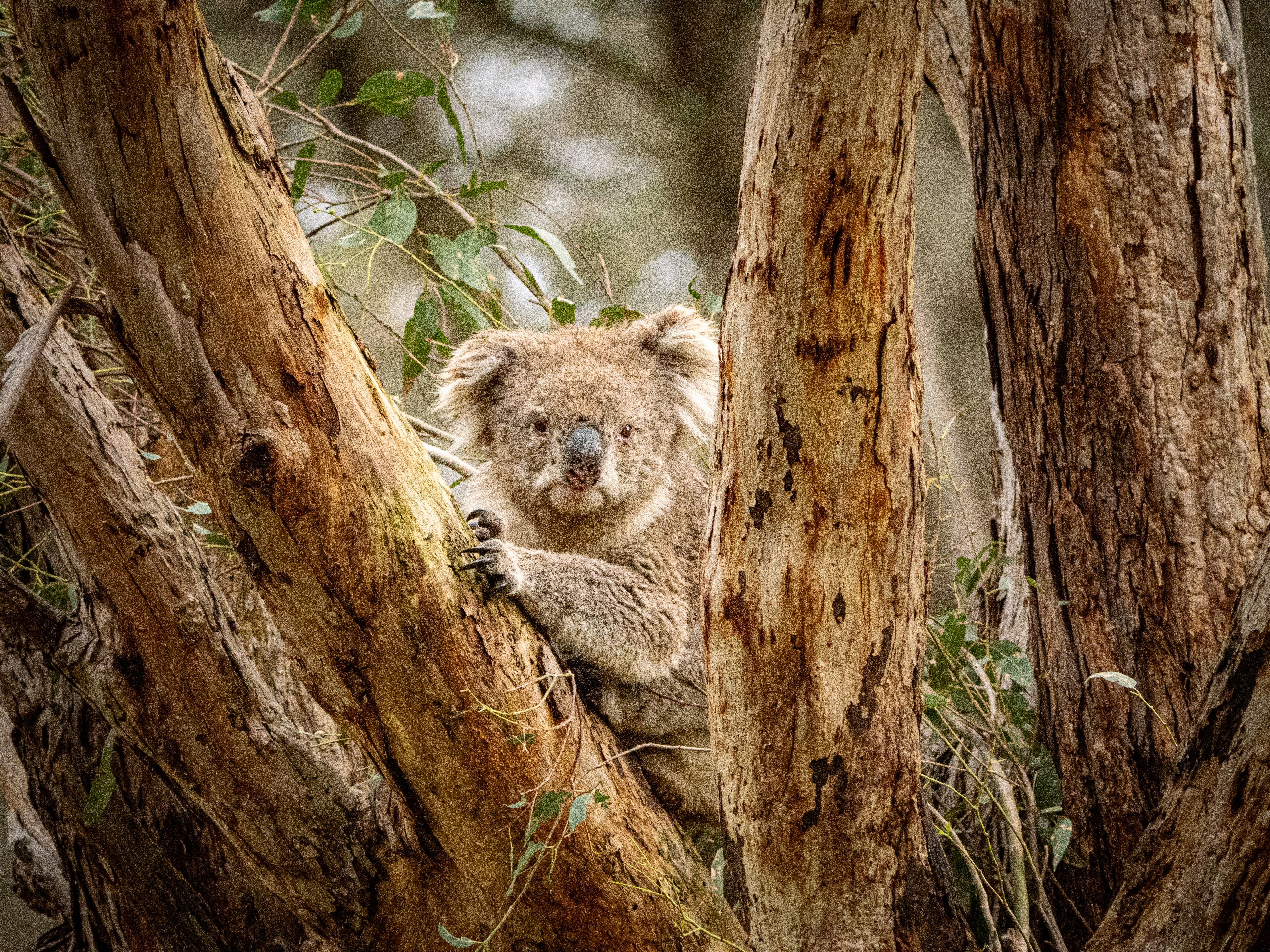 Curious Koala Among Eucalyptus Giants