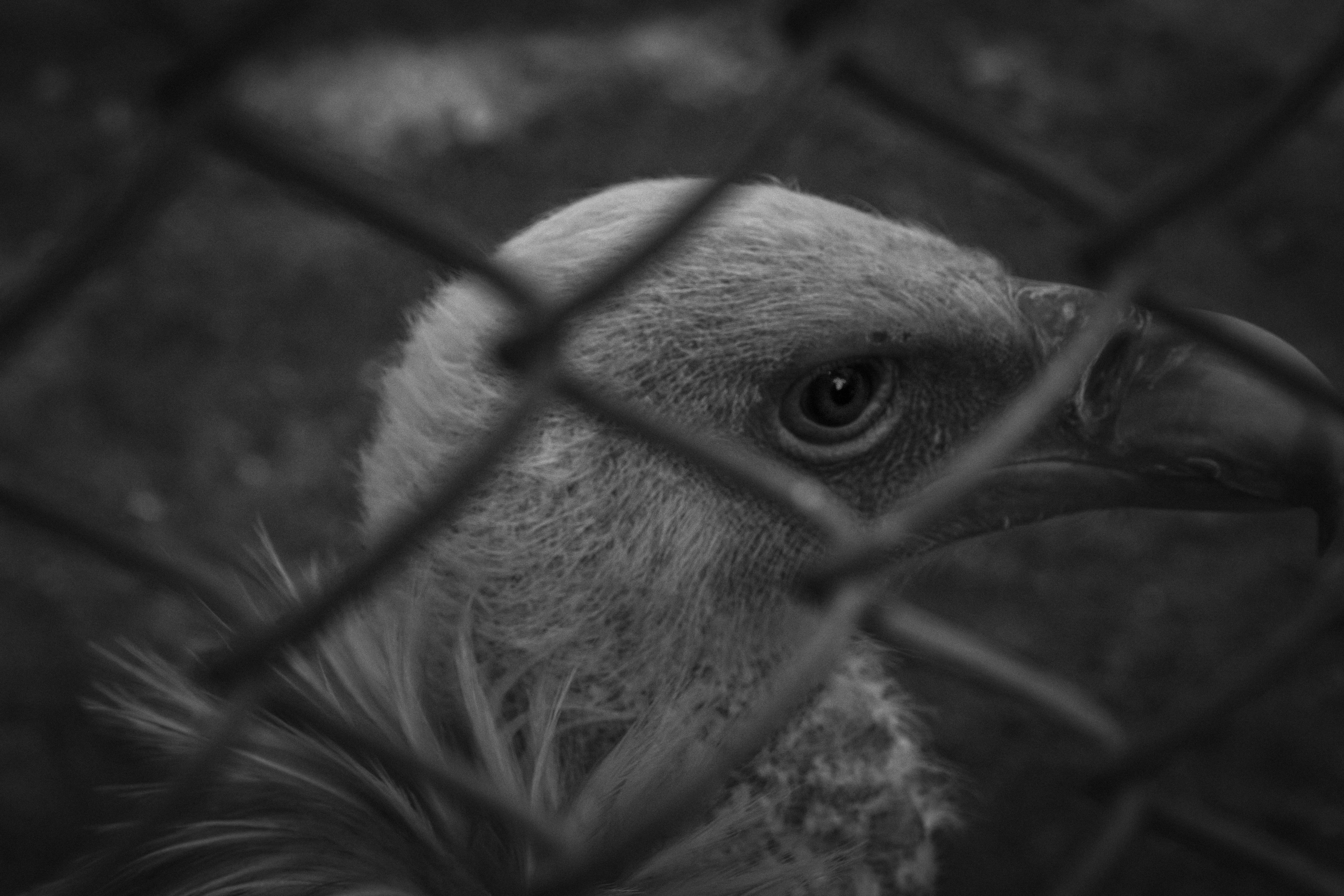 A close up of a bird behind a fence photo – Free Animal Image on Unsplash