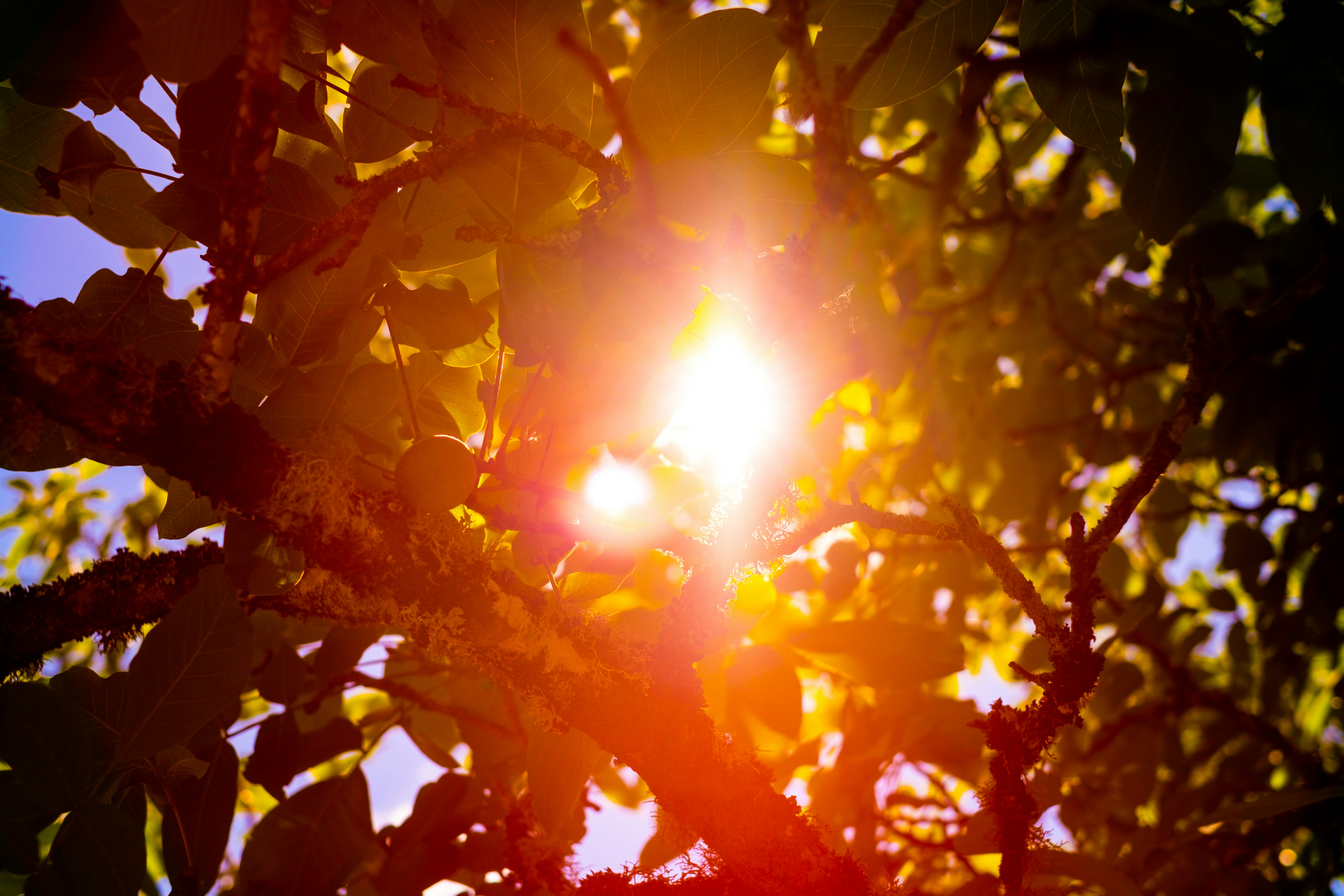 Sunlight streaming through dense tree foliage, casting vibrant patterns.