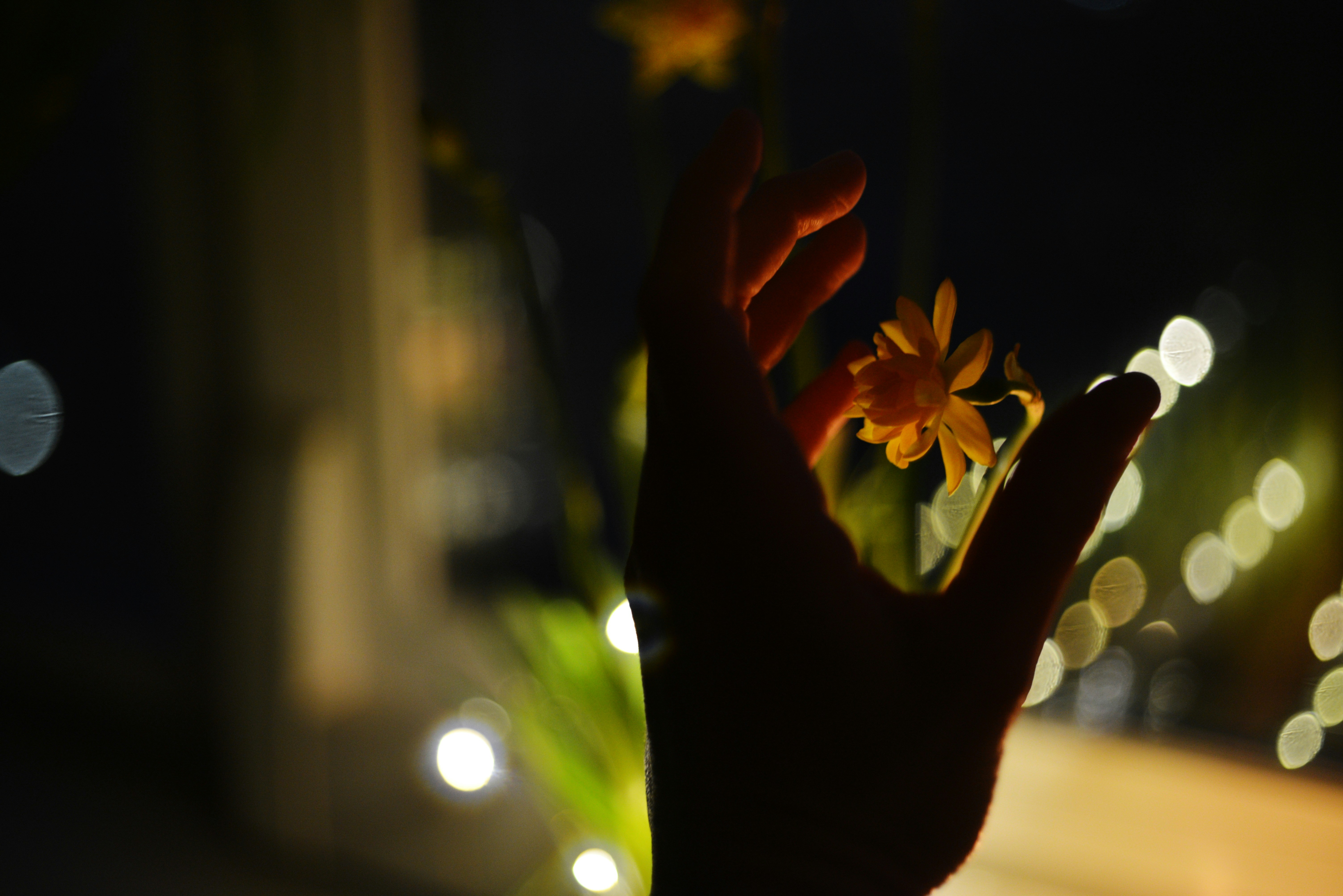 Night Bloom in Focus: A Hand Cradles a Daffodil Amid City Bokeh