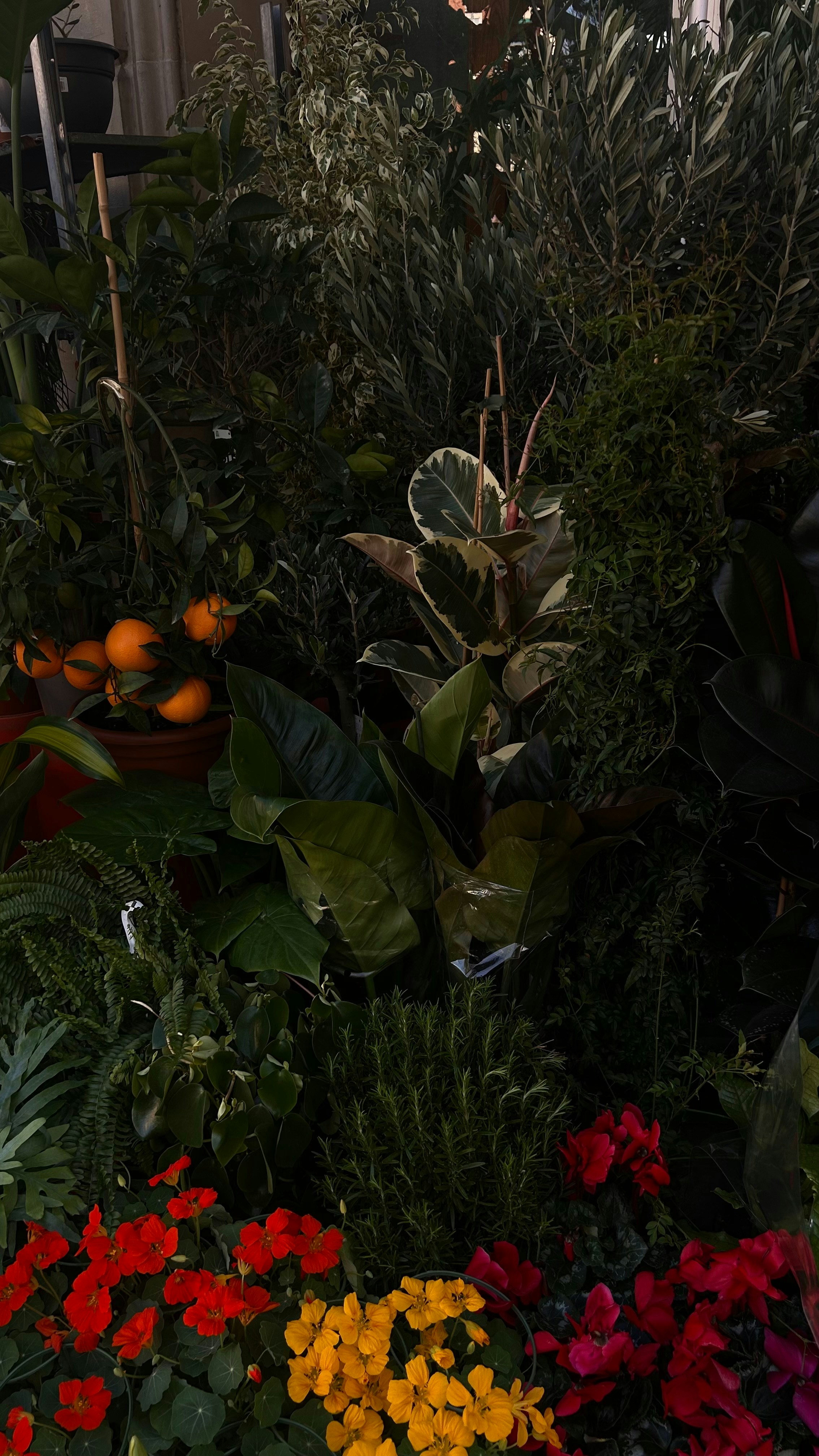 Shade-Soaked Terrace: Orange Orbs and Velvet Blooms Among Dense Foliage