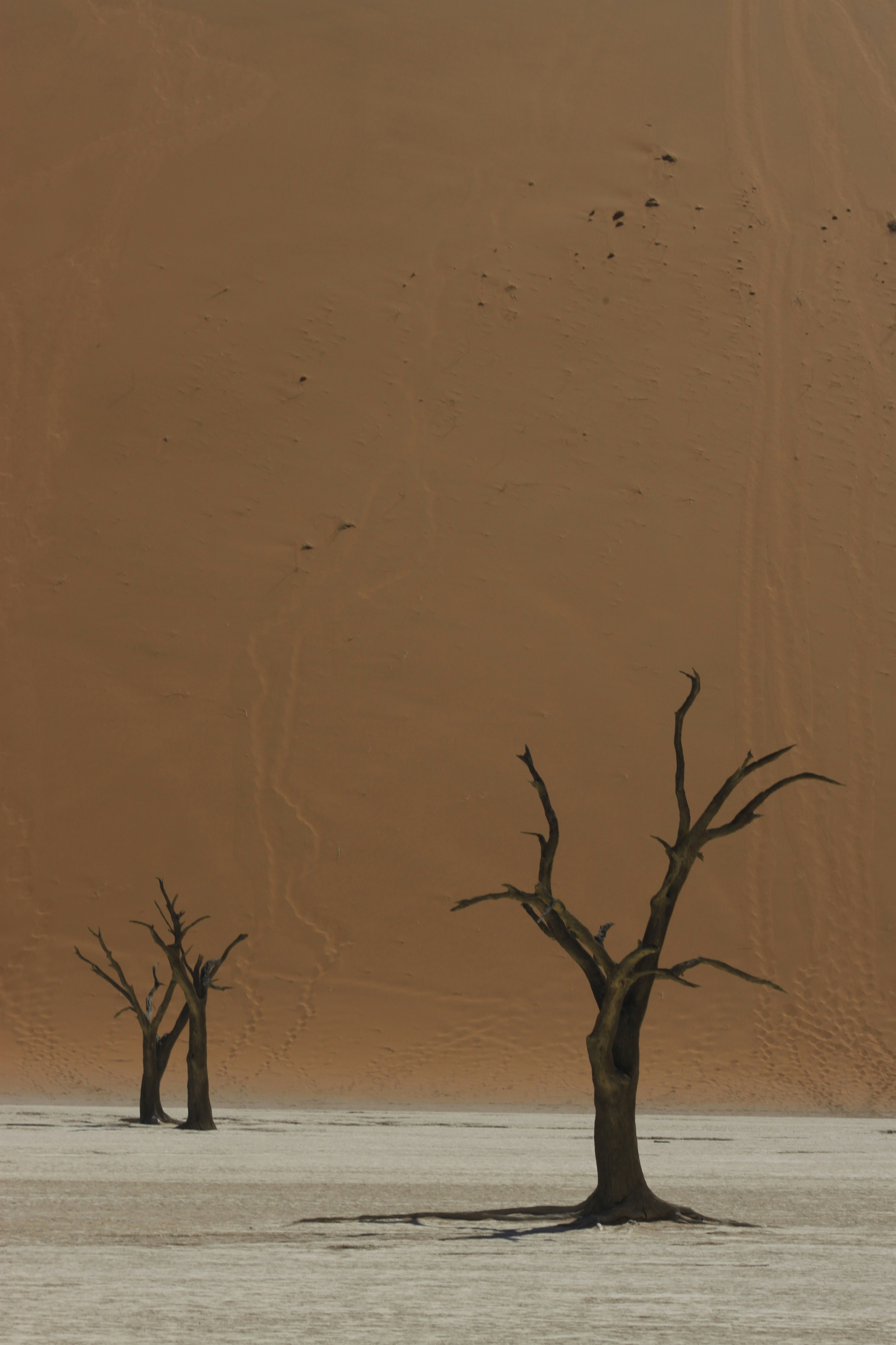 Two Silent Sentinels Before an Ember-Colored Dune