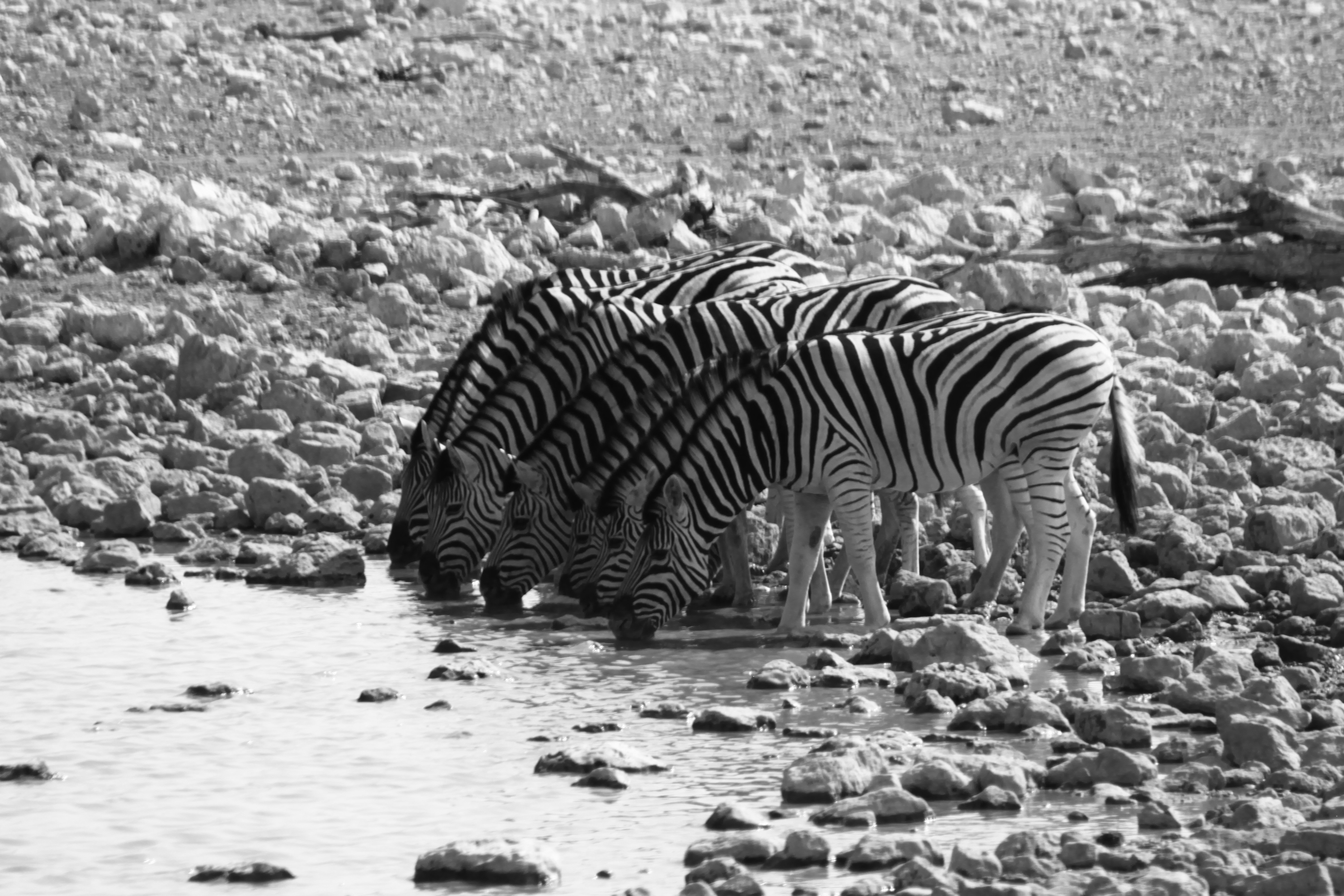 Symphony of Stripes at the Water's Edge