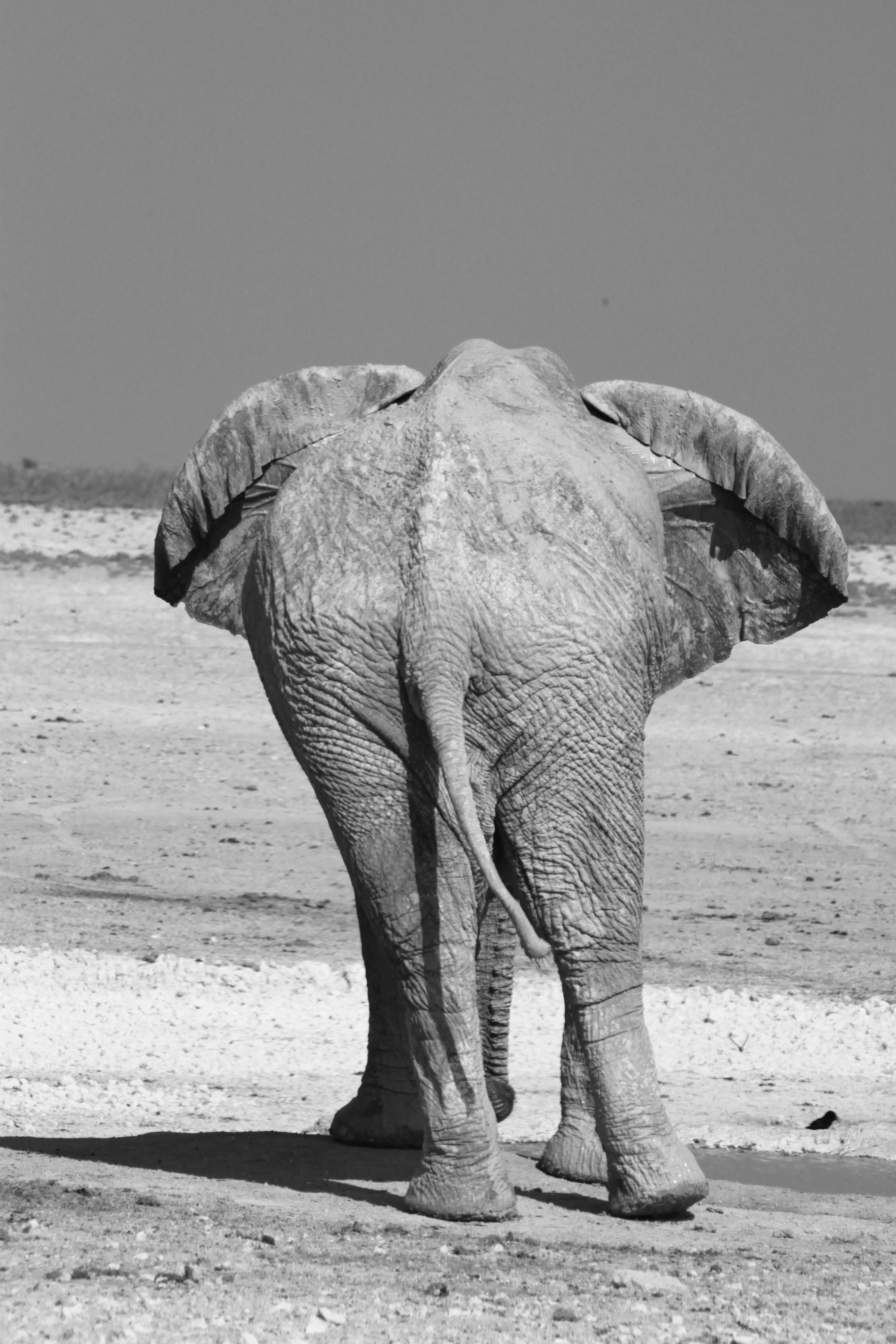 Rear-View Sentinel: An Elephant Trudges Across a Salt-Dusted Plain