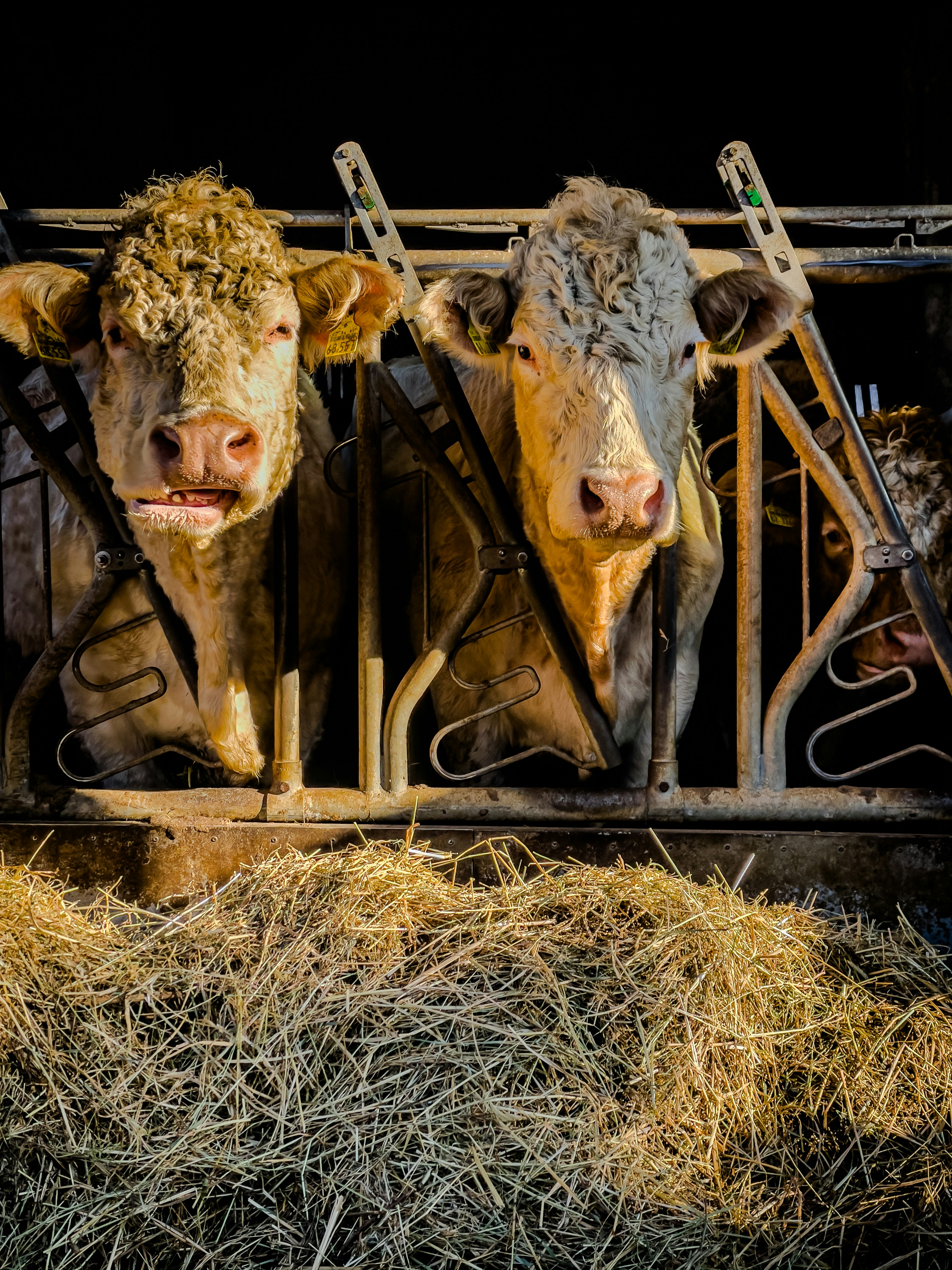Two Curious Cows at the Trough Under Barn Light