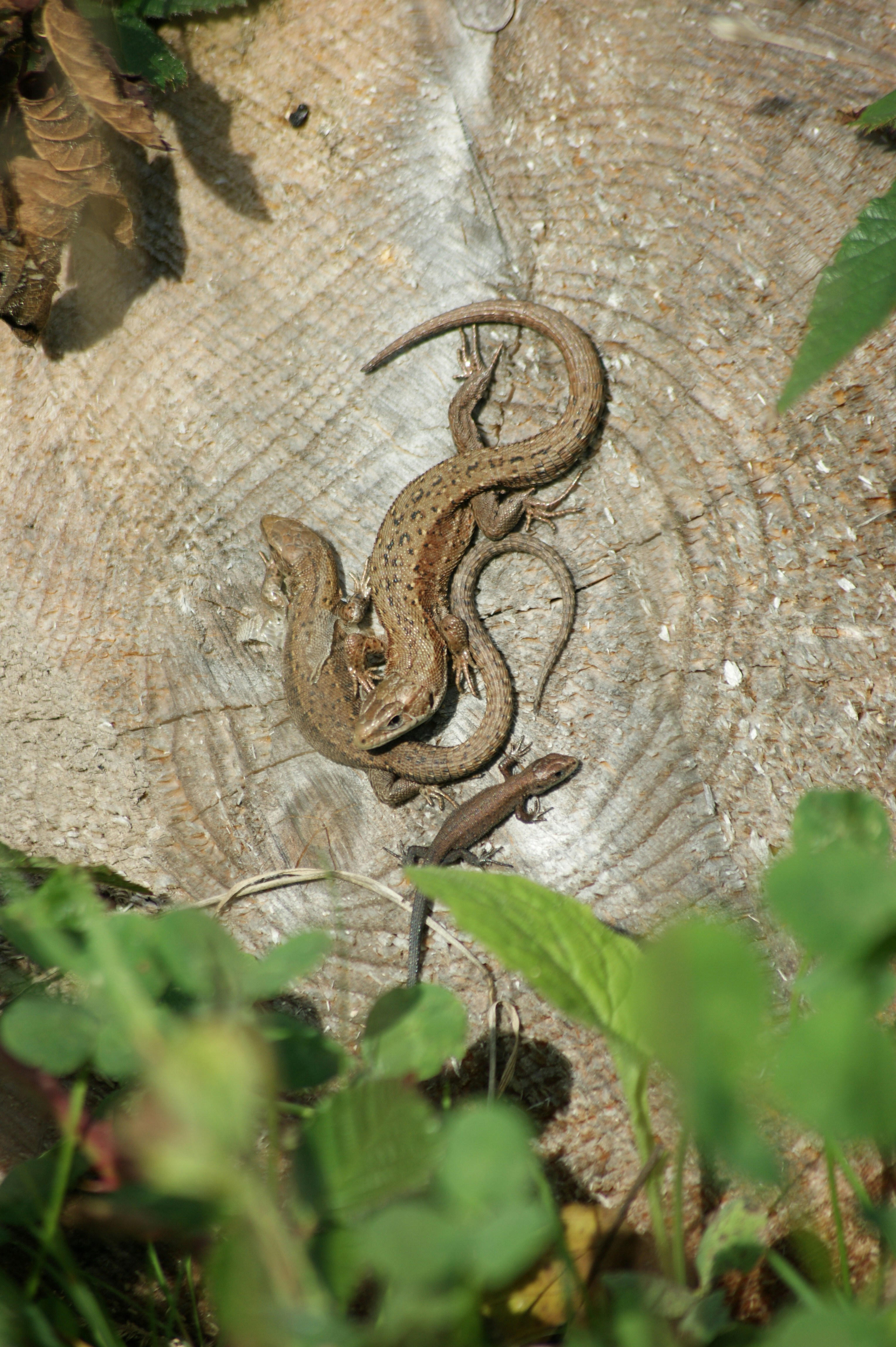 Entwined on a sun-warmed stump: two brown lizards resting on bark rings