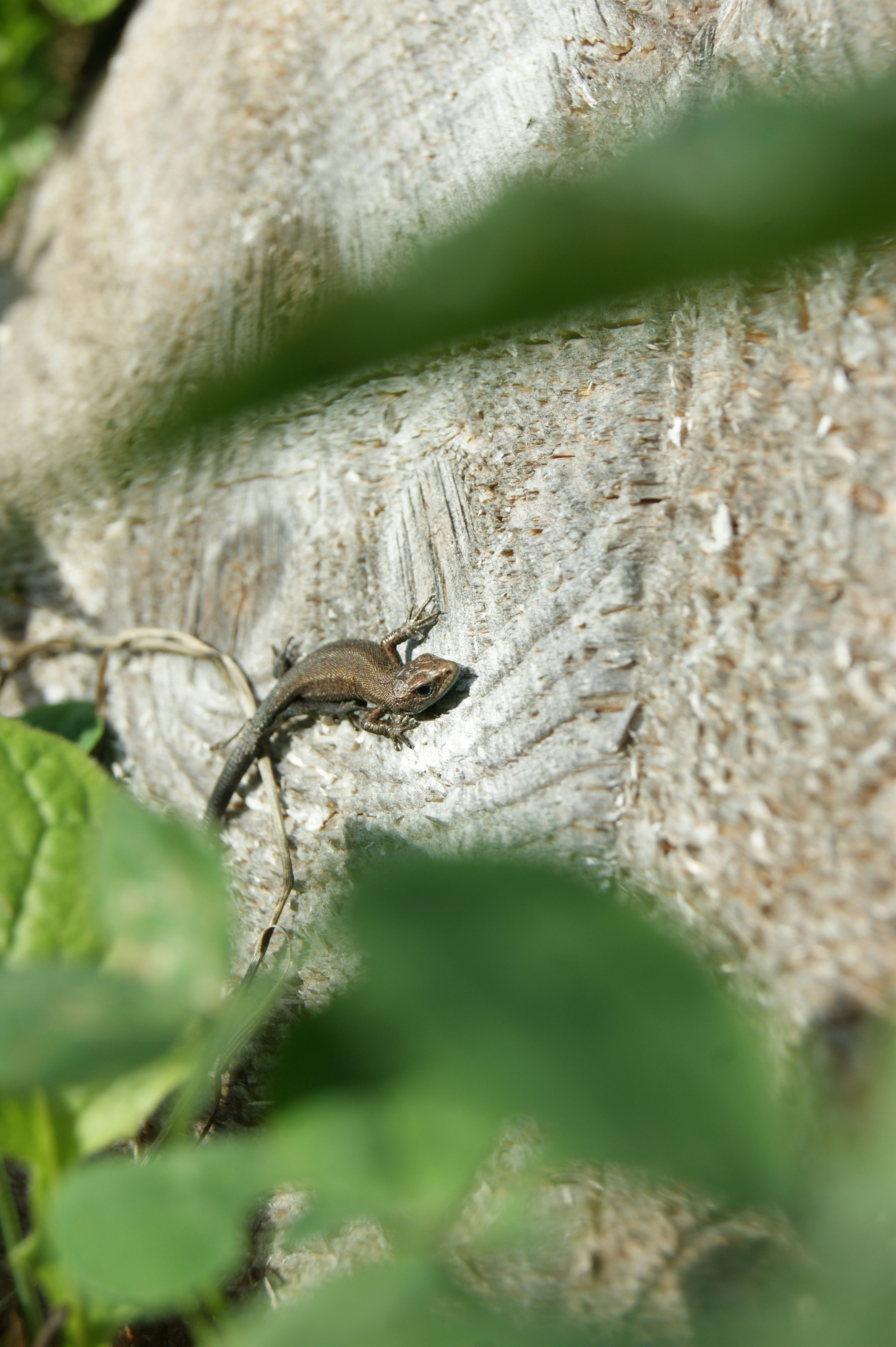 Photo by Thammy Kolb with Sony Alpha 290