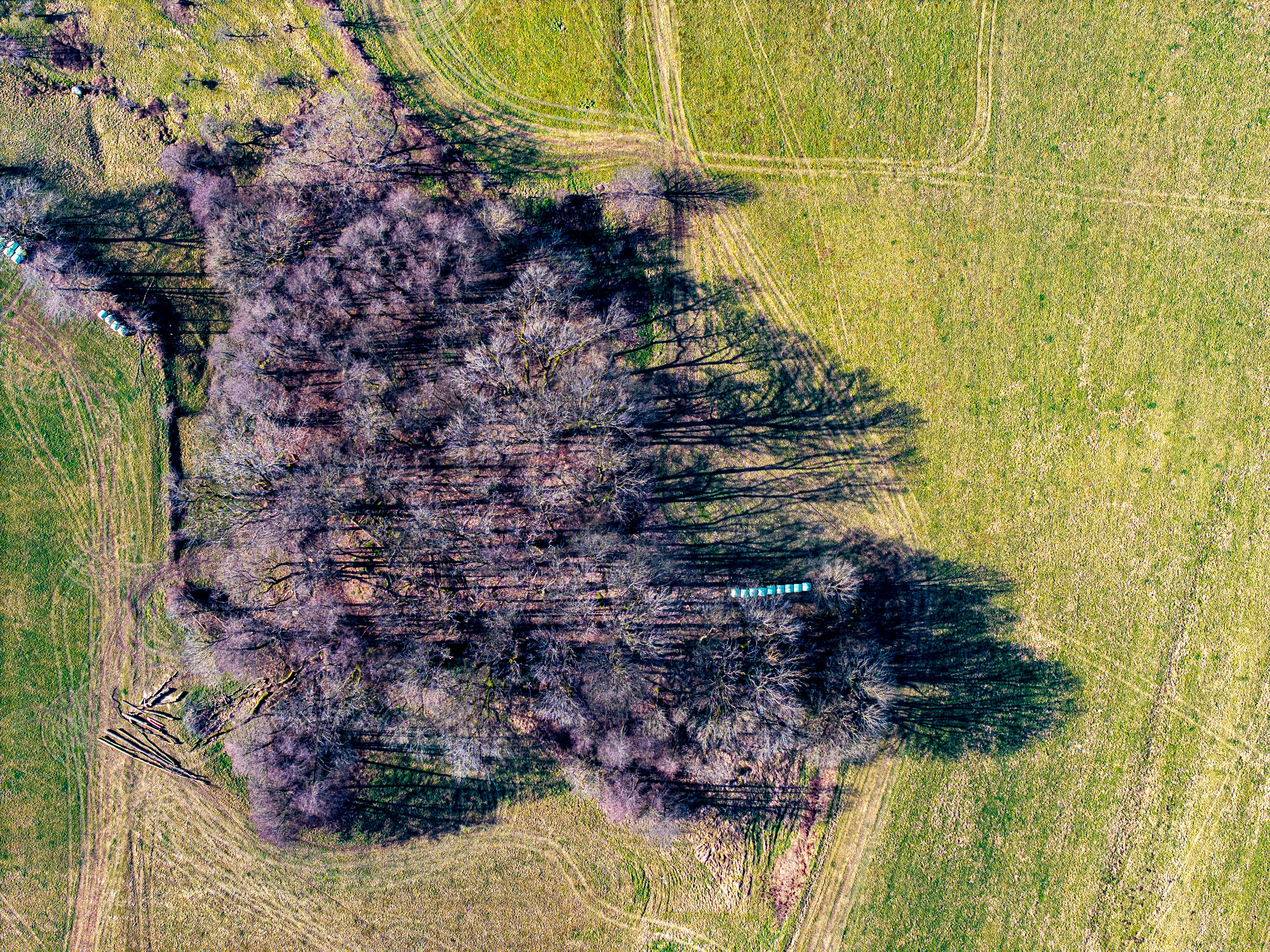 Leafless trees cast intricate shadows over a vibrant green field.
