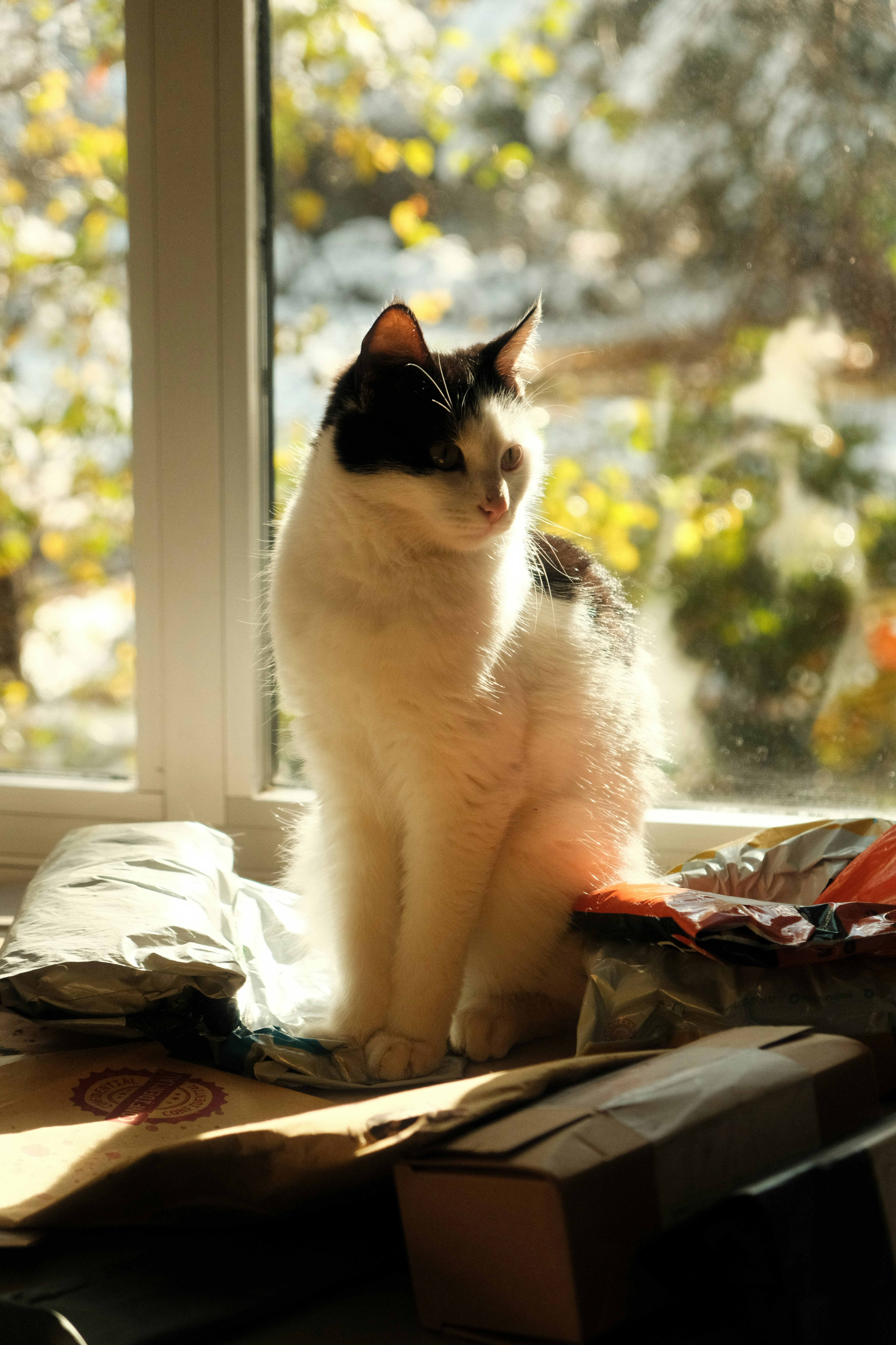 Sunlit Calico at the Windowsill: Quiet Paws Amid Cardboard and Snack Bags