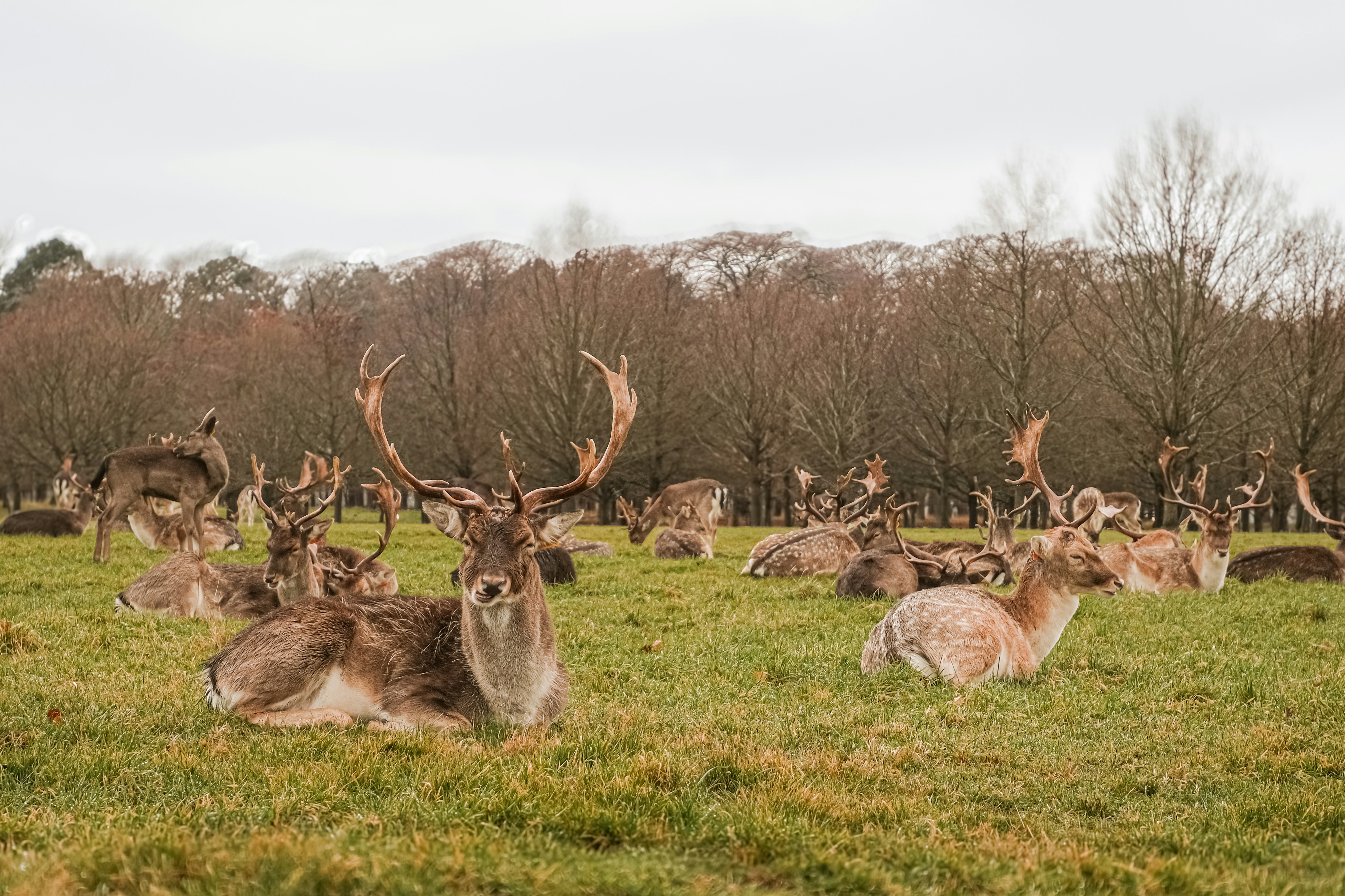 Deer lounging in a green meadow with bare winter trees, highlighting a prominent stag with large antlers in the foreground.