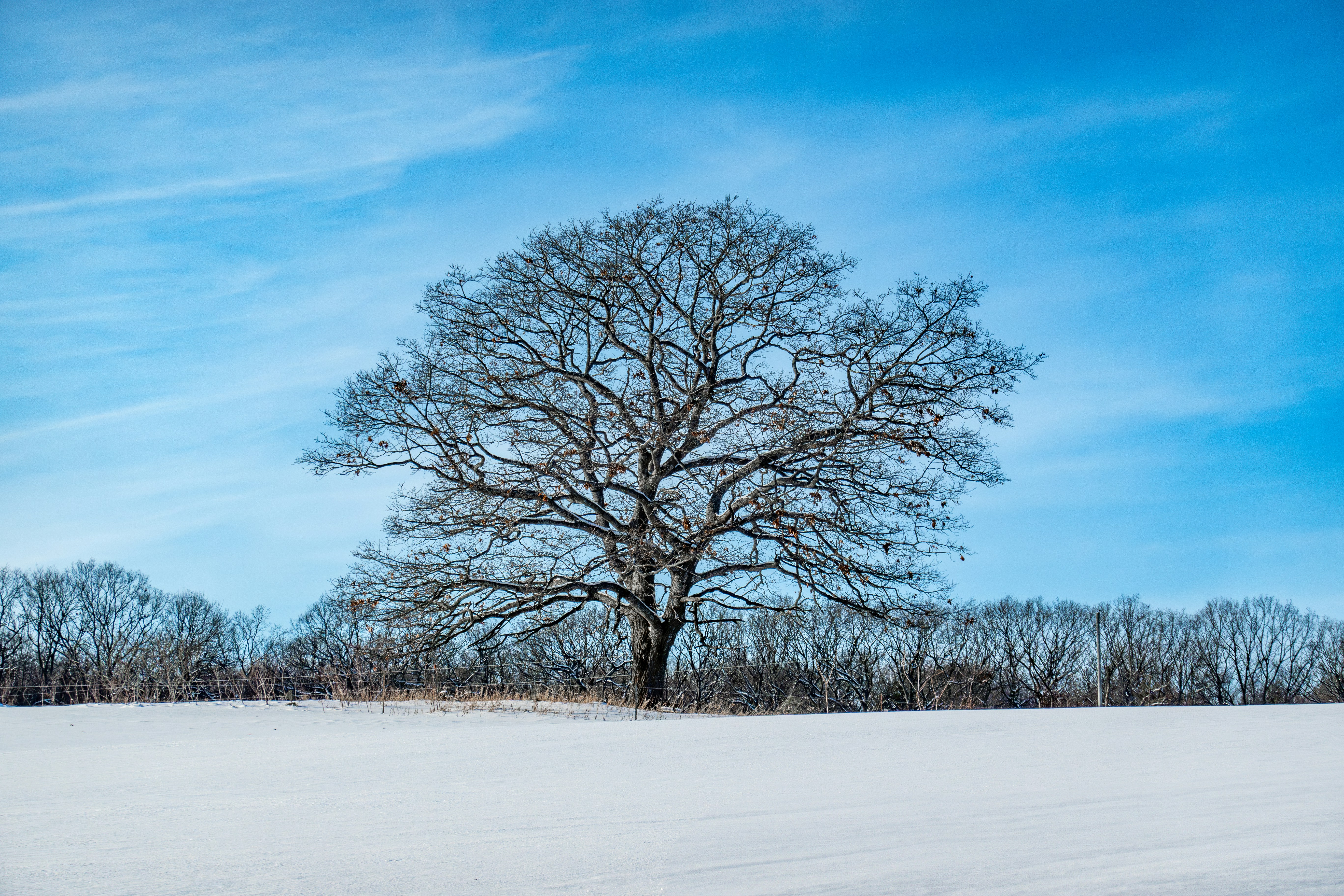 Bare tree stands tall in a snowy field under a vivid blue sky.