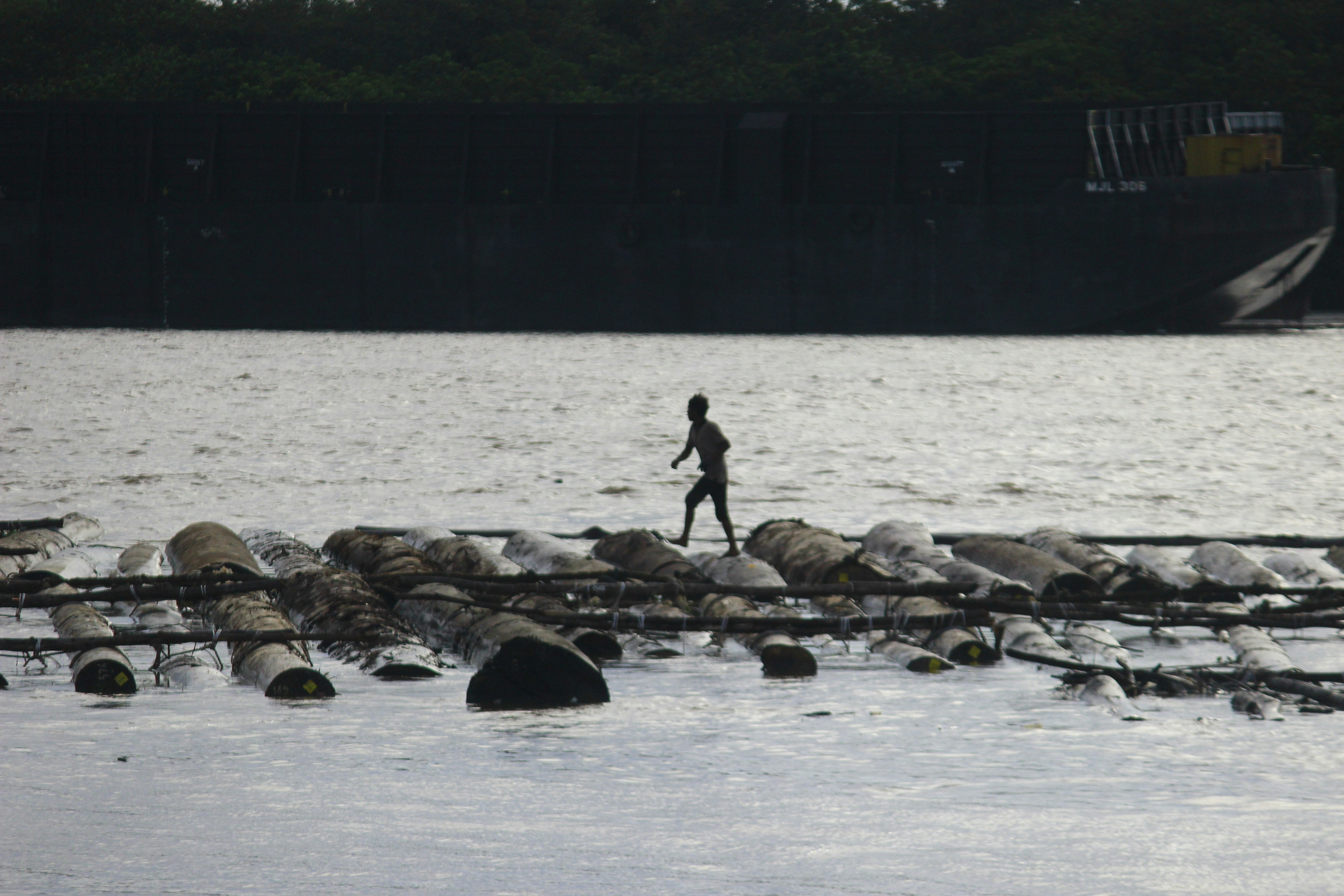 Log Walker at Dusk