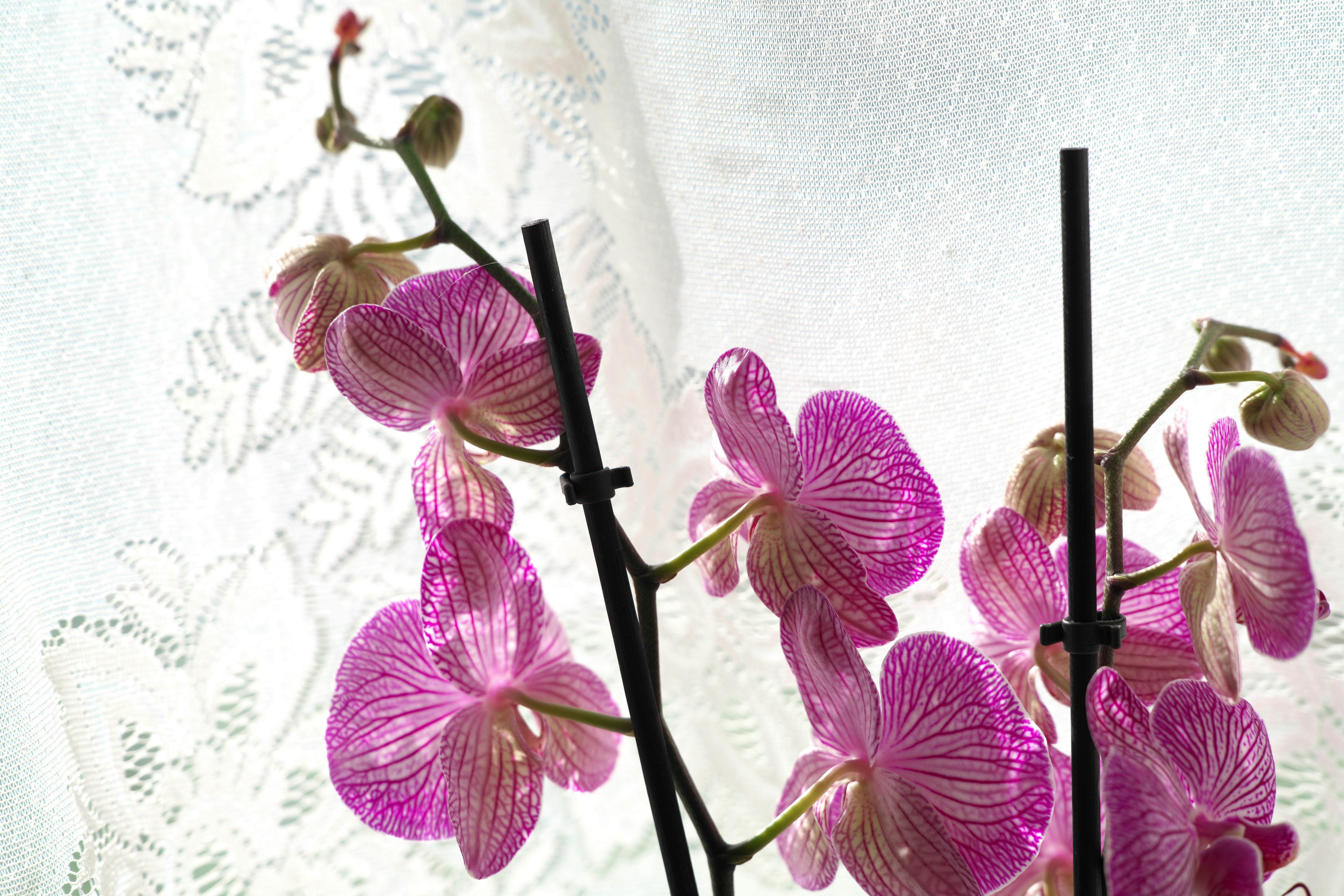 Magenta Orchids Framed by Delicate Lace