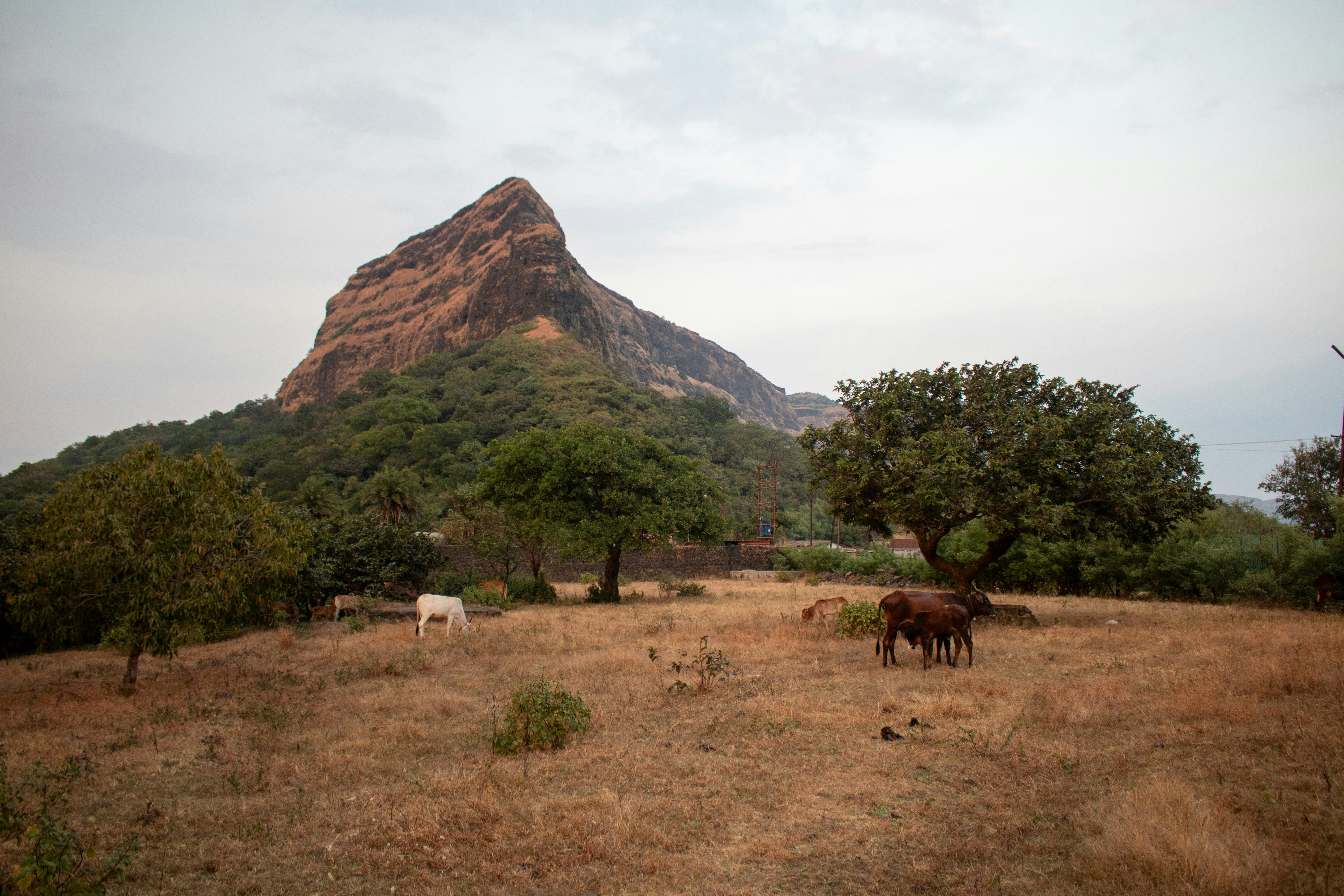 Whispering Fields Under the Towering Peak