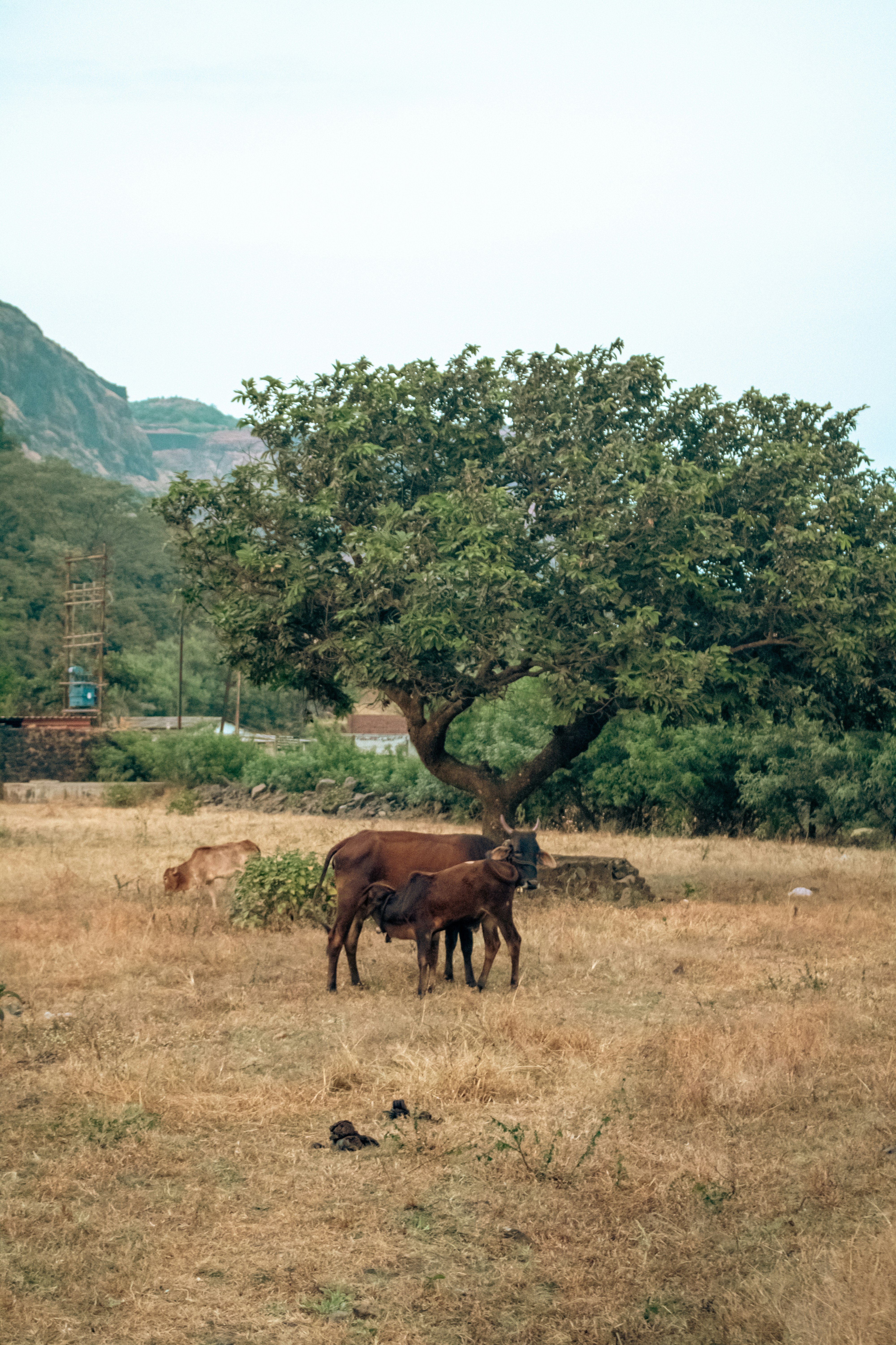A couple of cows are standing in a field photo – Free Lohagad fort ...