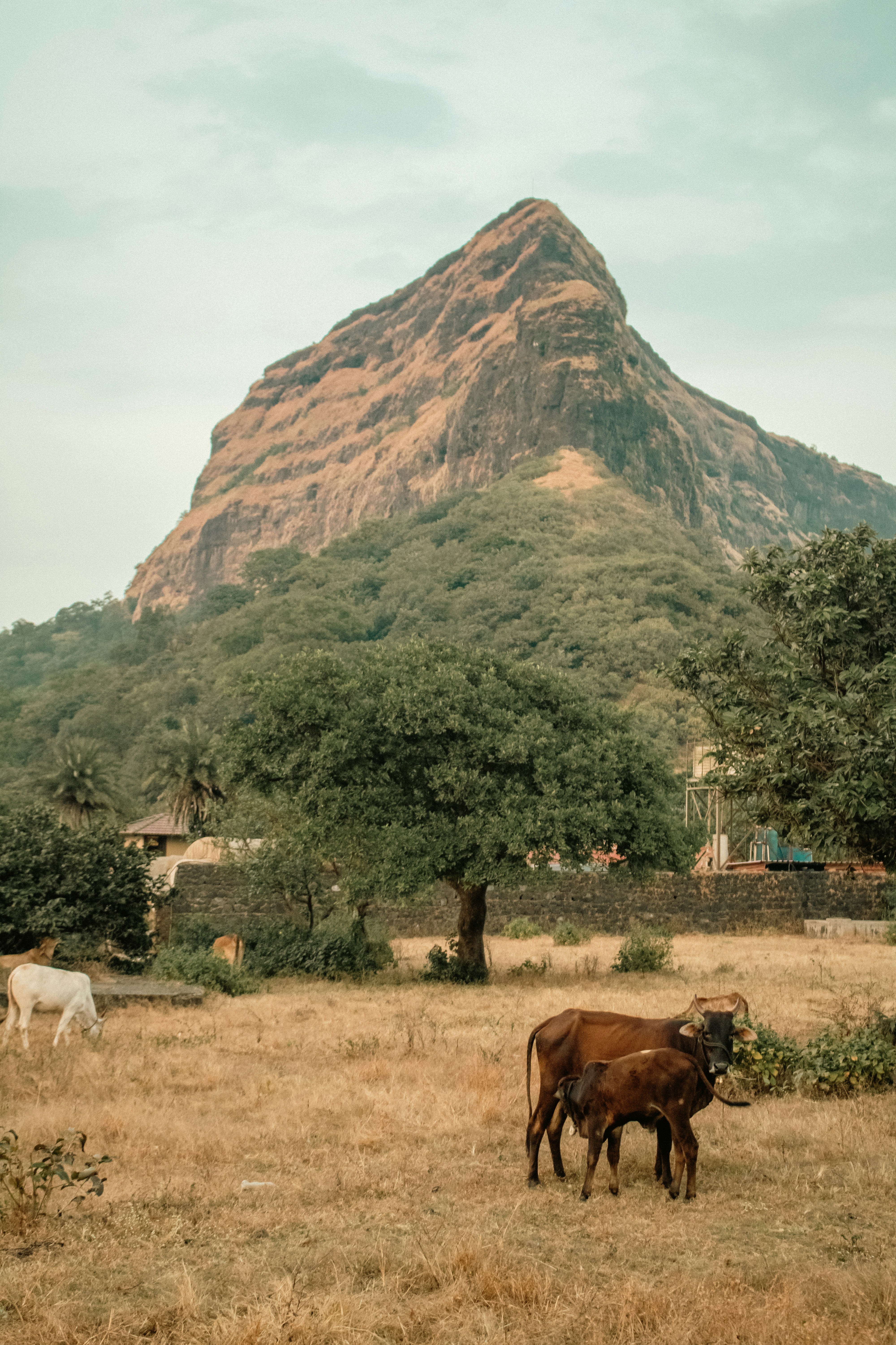 The Granite Peak Overlook: Cattle at the Foot of a Monolithic Summit