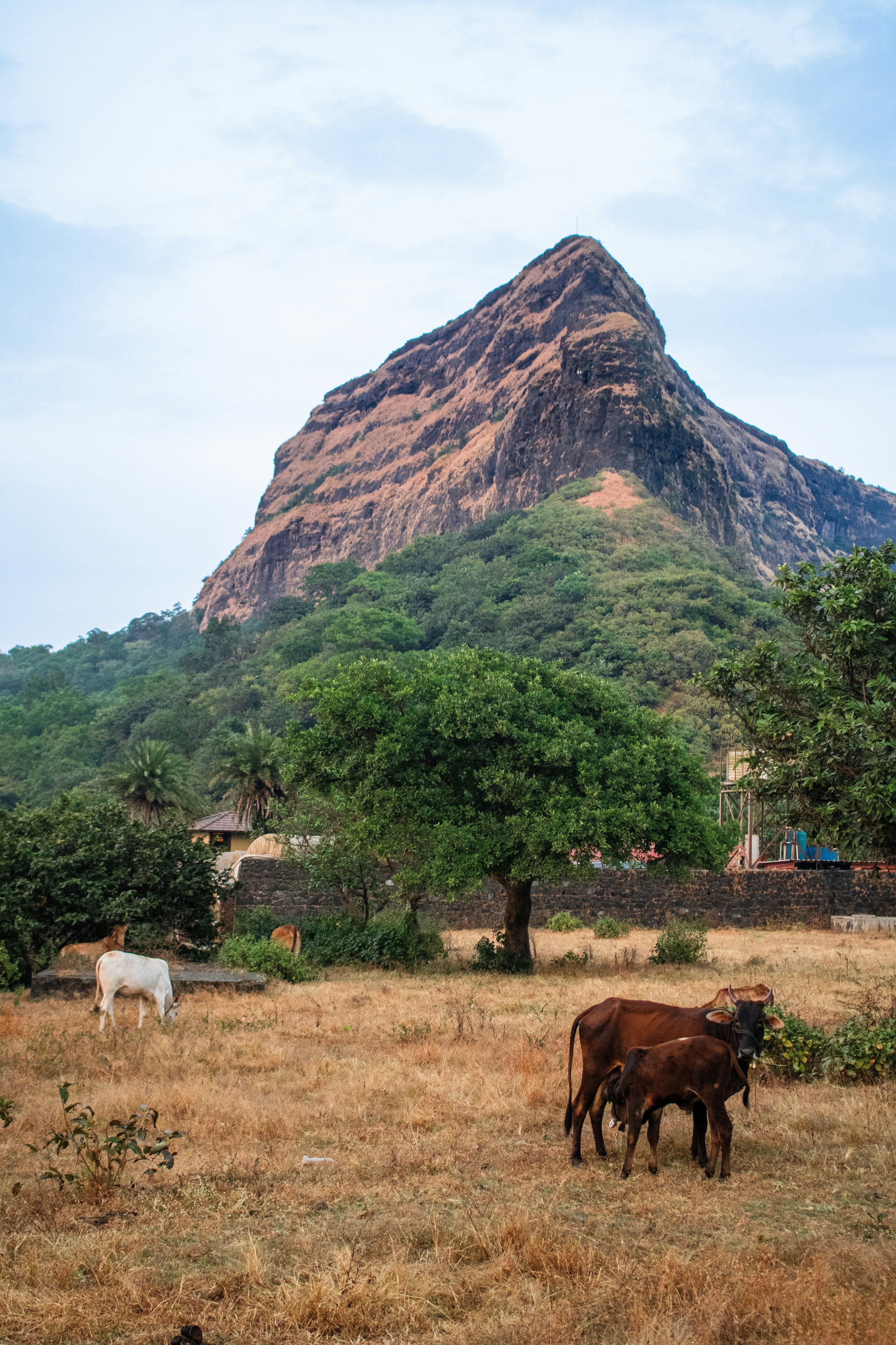 A group of cows standing in a field near a mountain photo – Free ...
