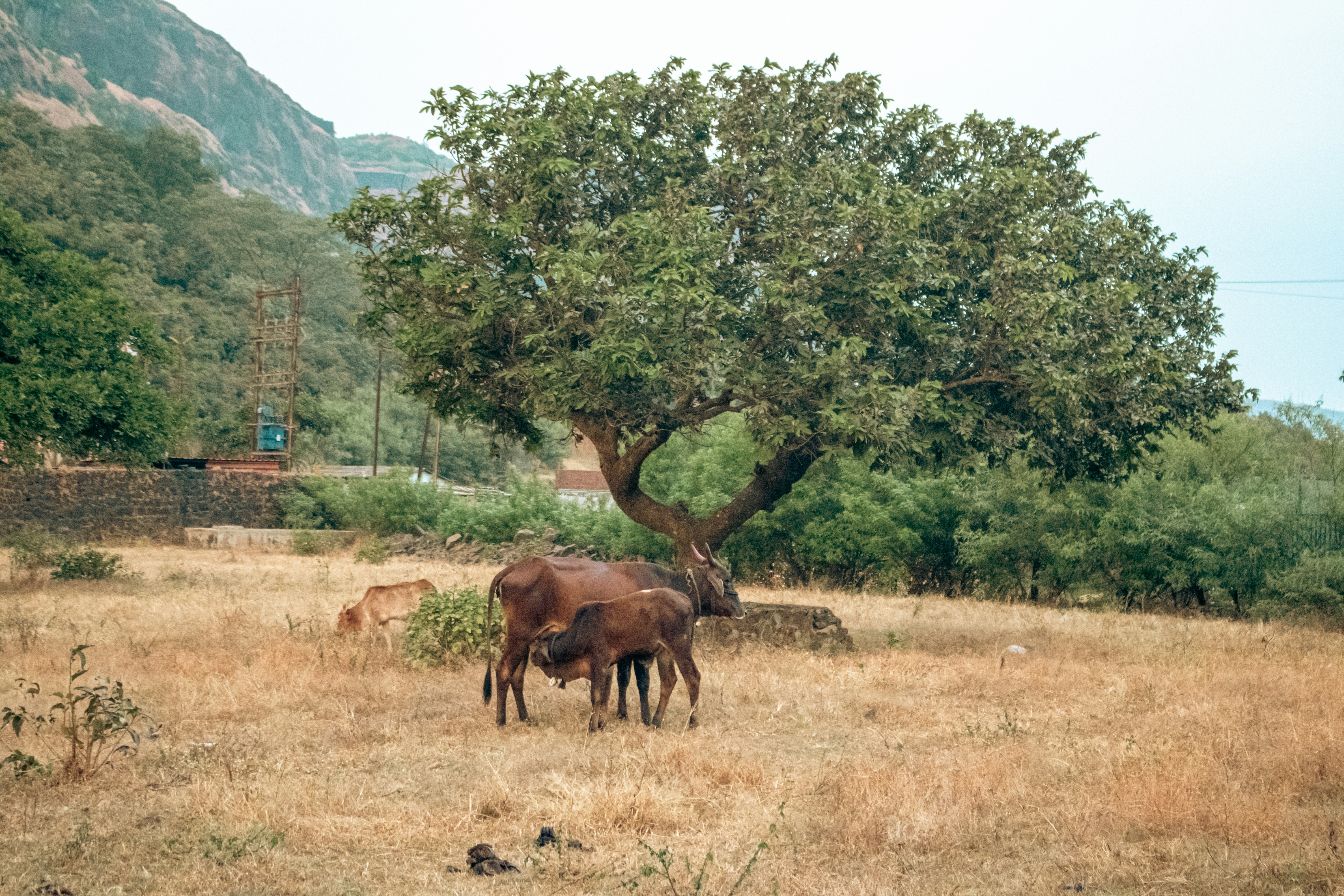 Cows resting under a large leafy tree in a dry grassy field with hills in the background.