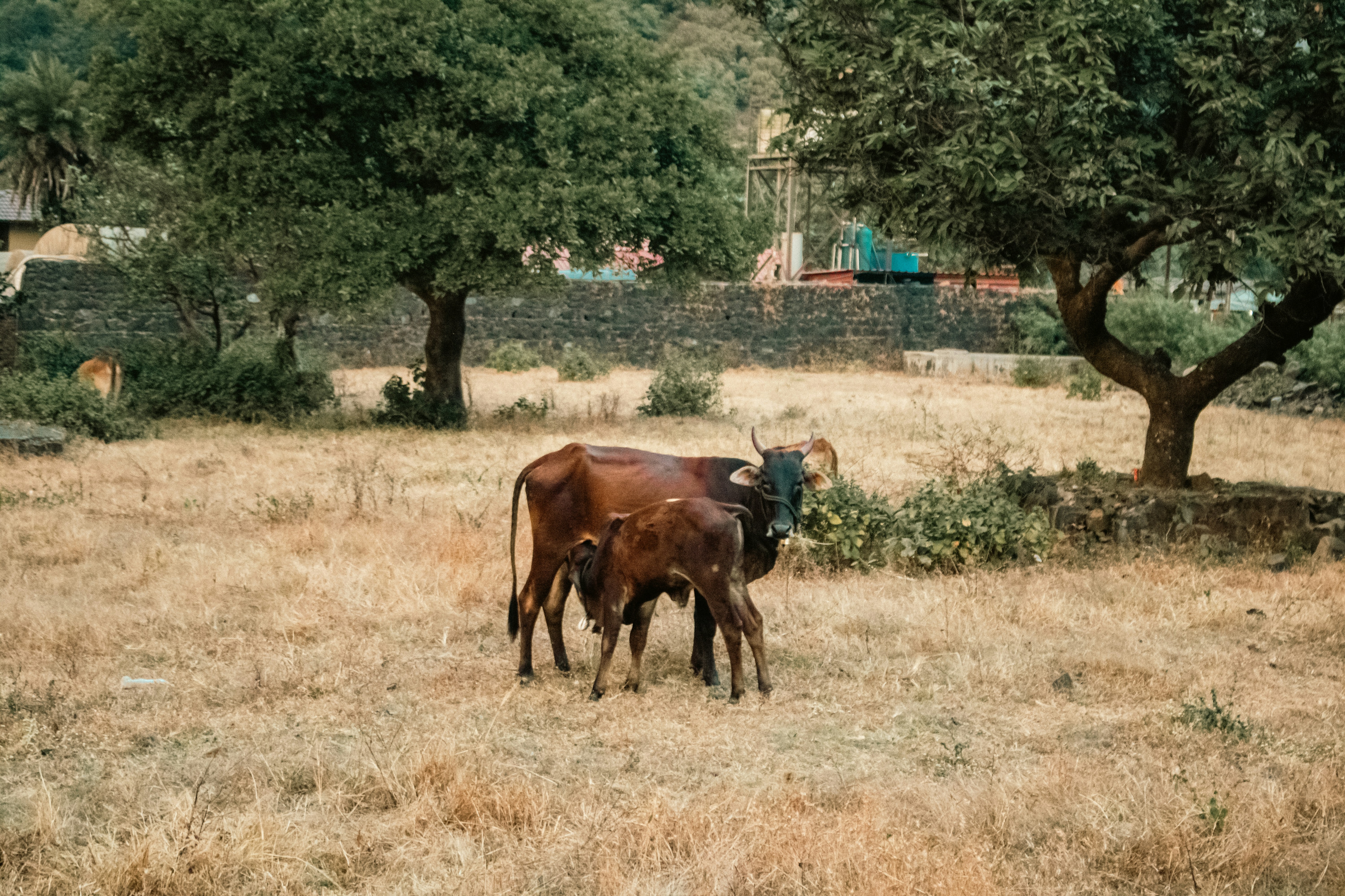 Calf nursing from a cow in a dry meadow surrounded by trees and stone walls.