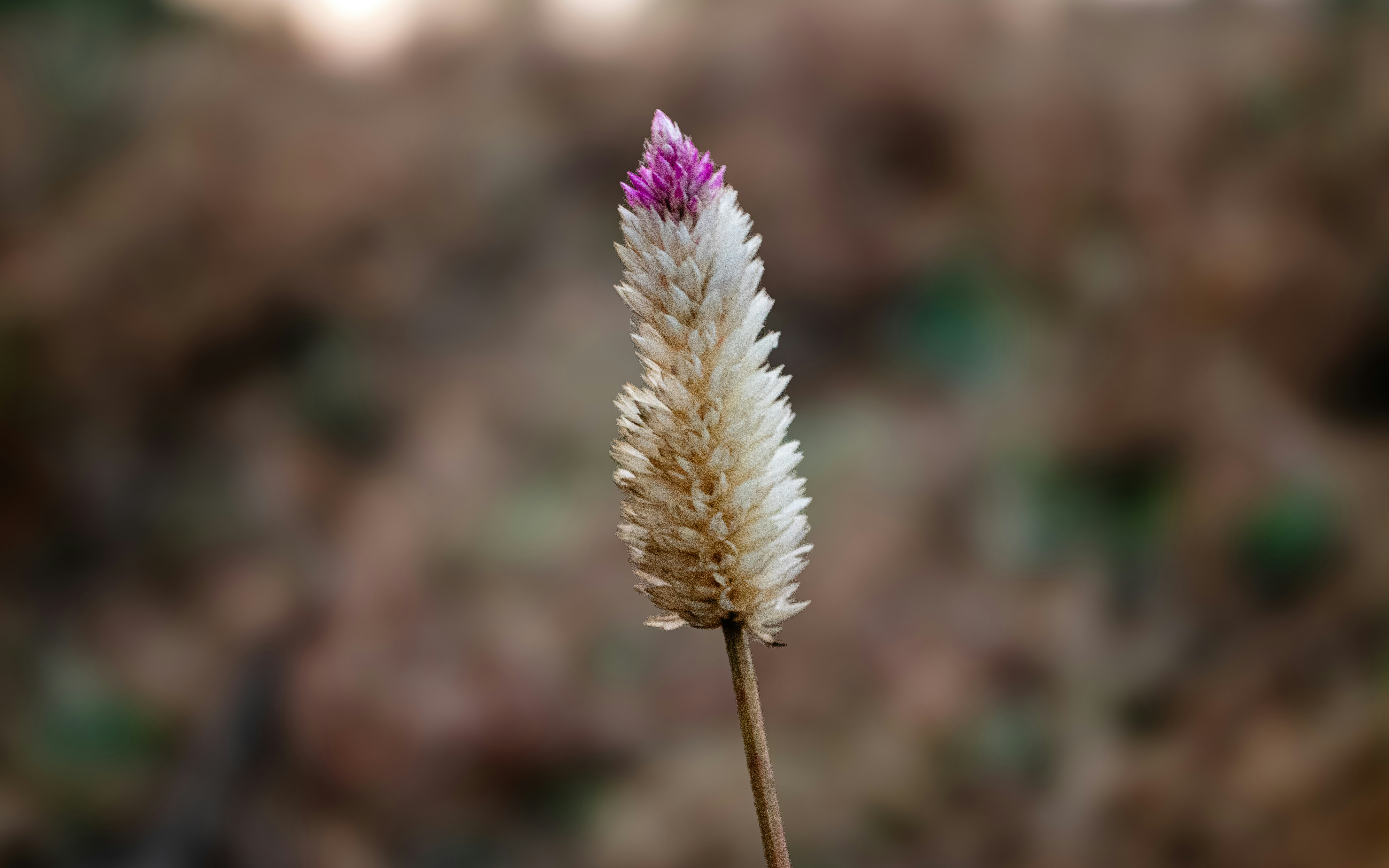 Purple-tipped Plume on a Lone Stem in a Soft Woodland Blur