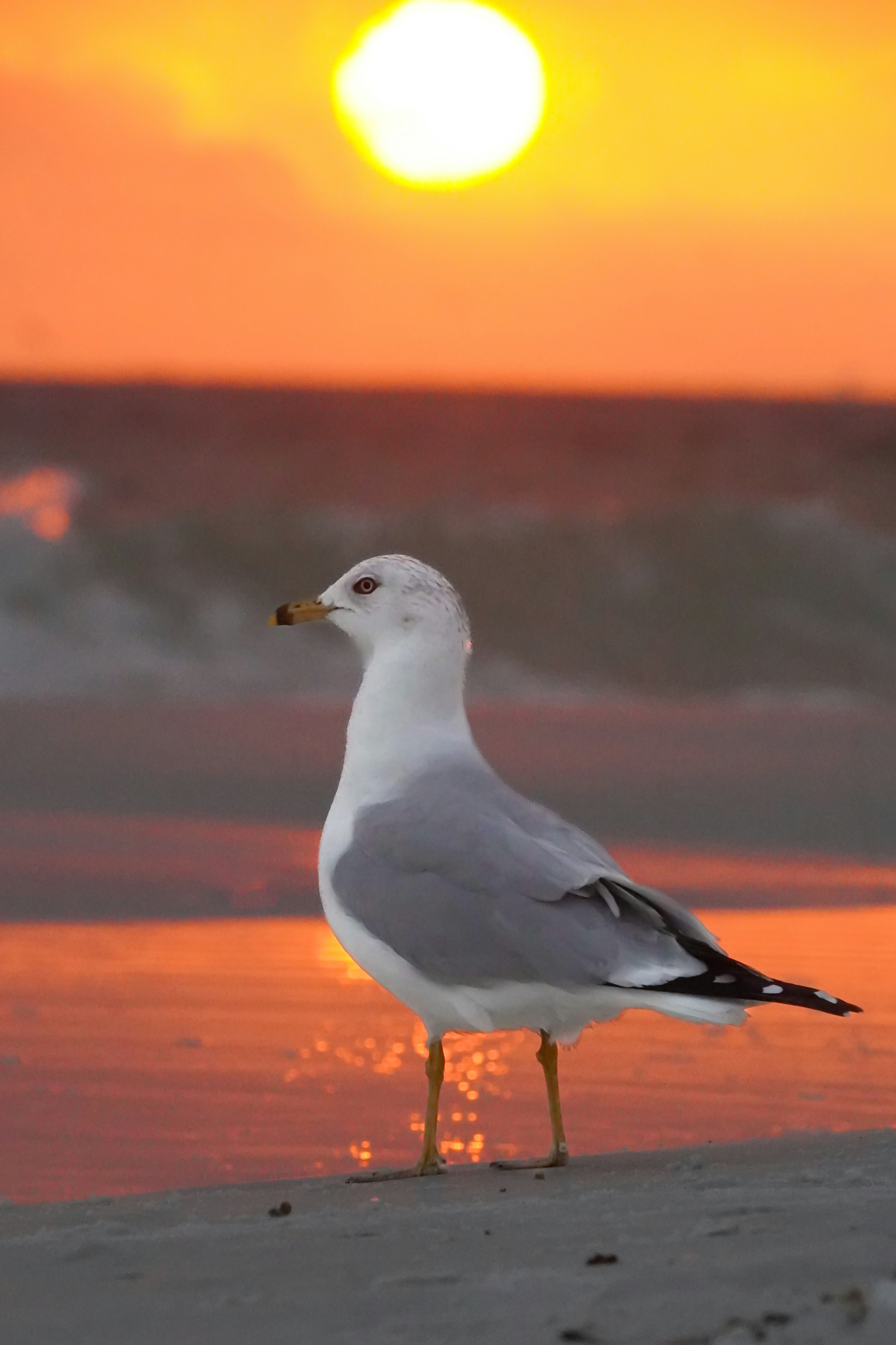 Sunset Encounter: Seagull Standing on the Quiet Shore