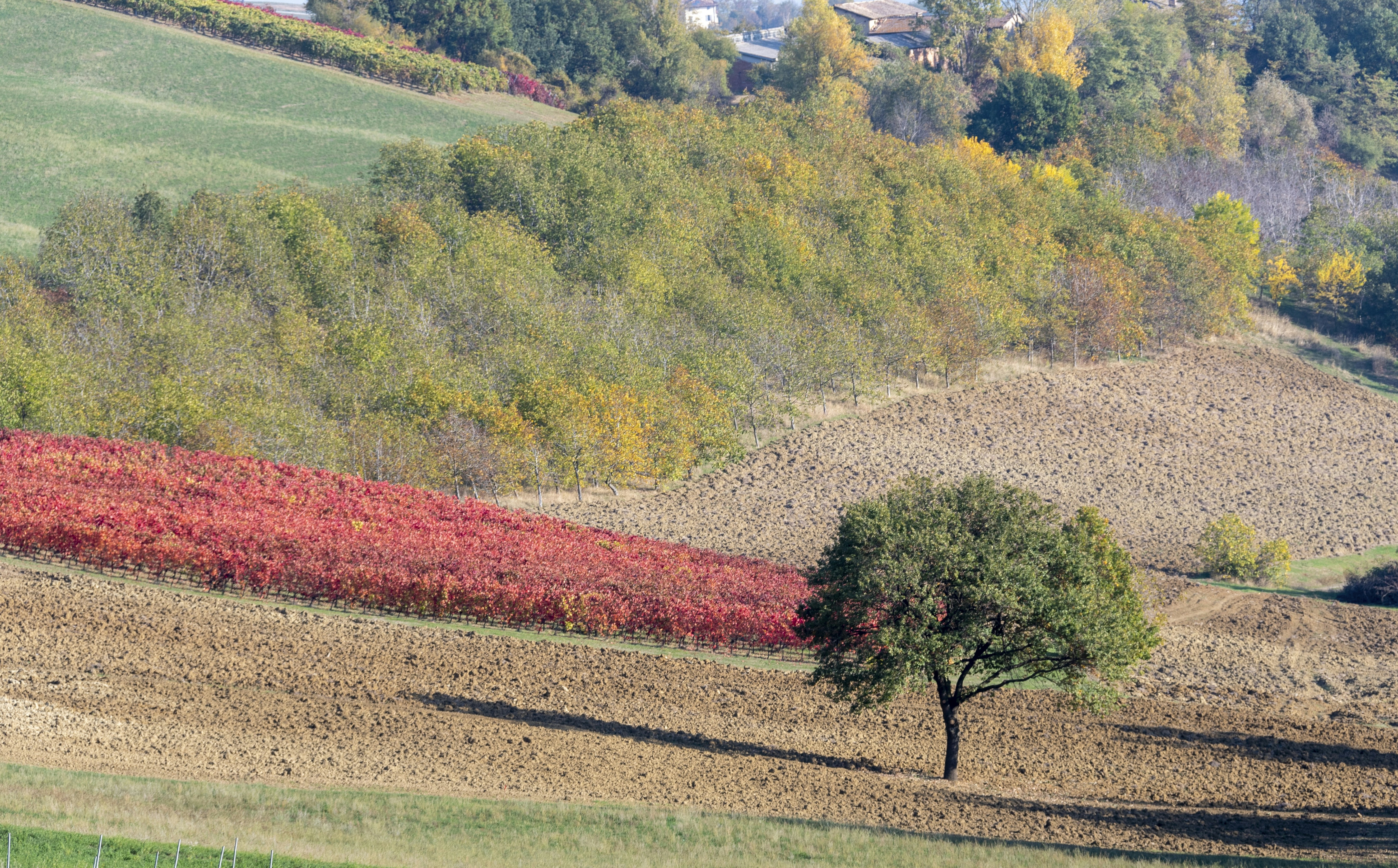 Lone Tree on a Patchwork Hill: Autumn Light Over Red, Gold, and Brown Fields