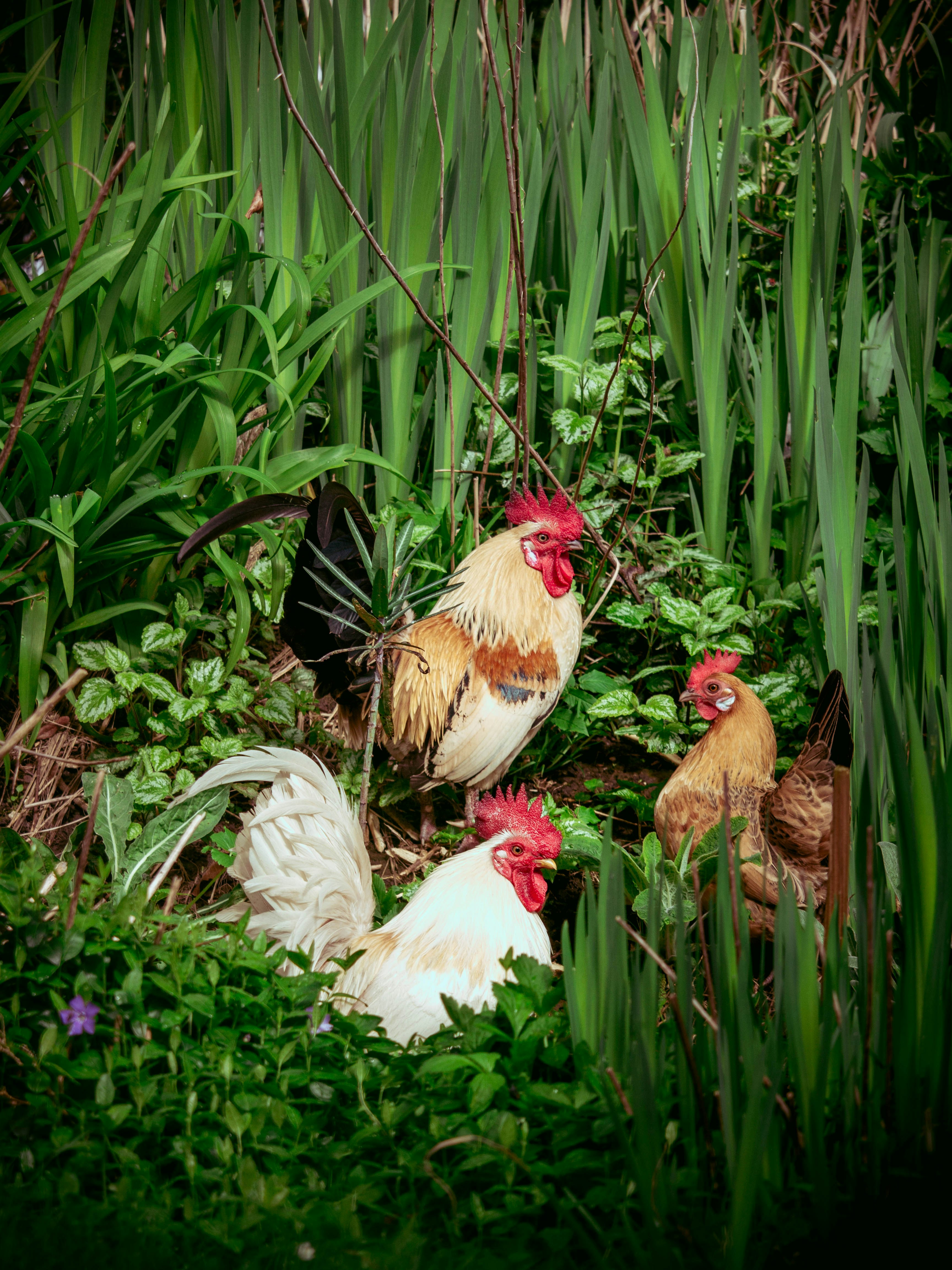 A group of chickens standing on top of a lush green field photo – Free ...
