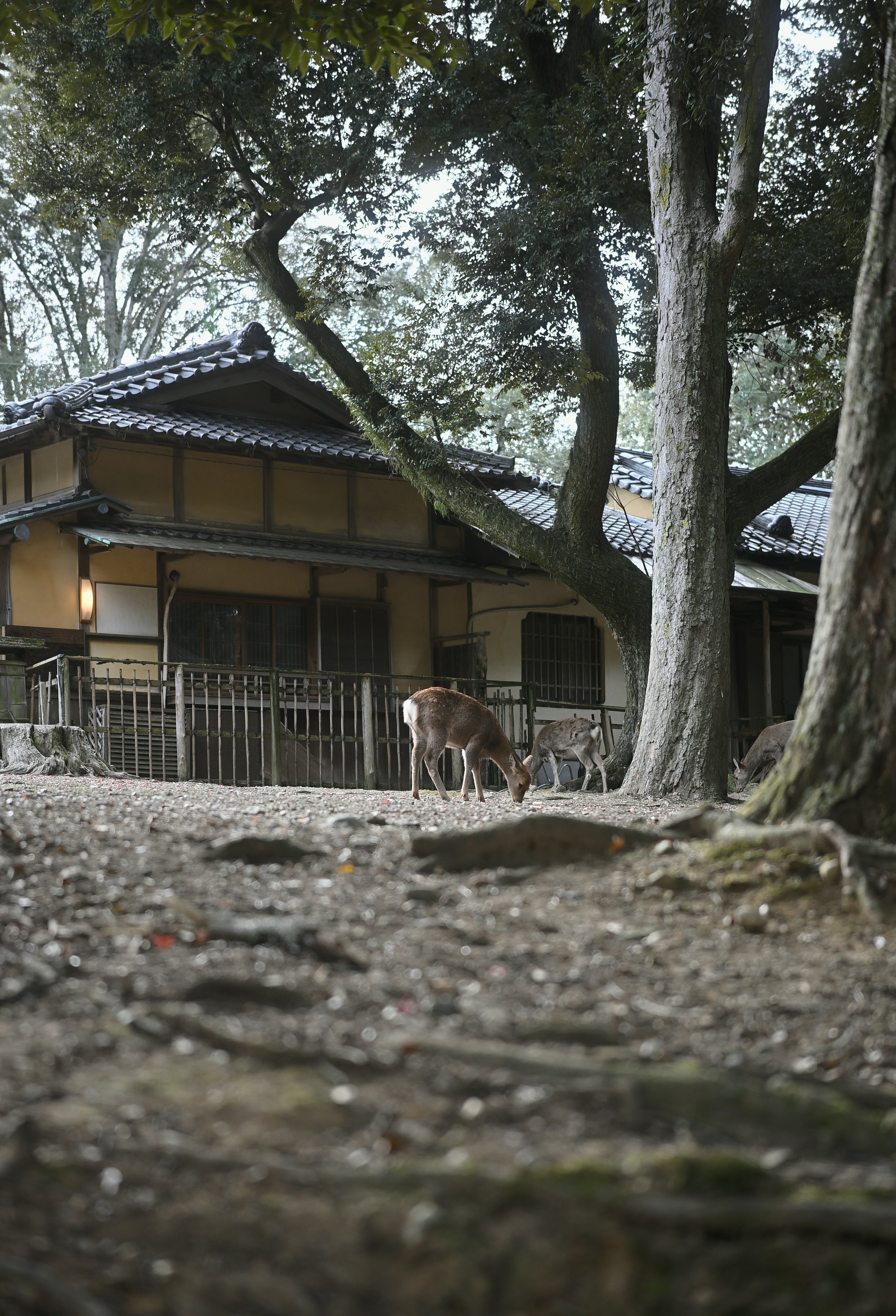 Courtyard Deer at Dusk: Quiet Companions by a Traditional Lodge