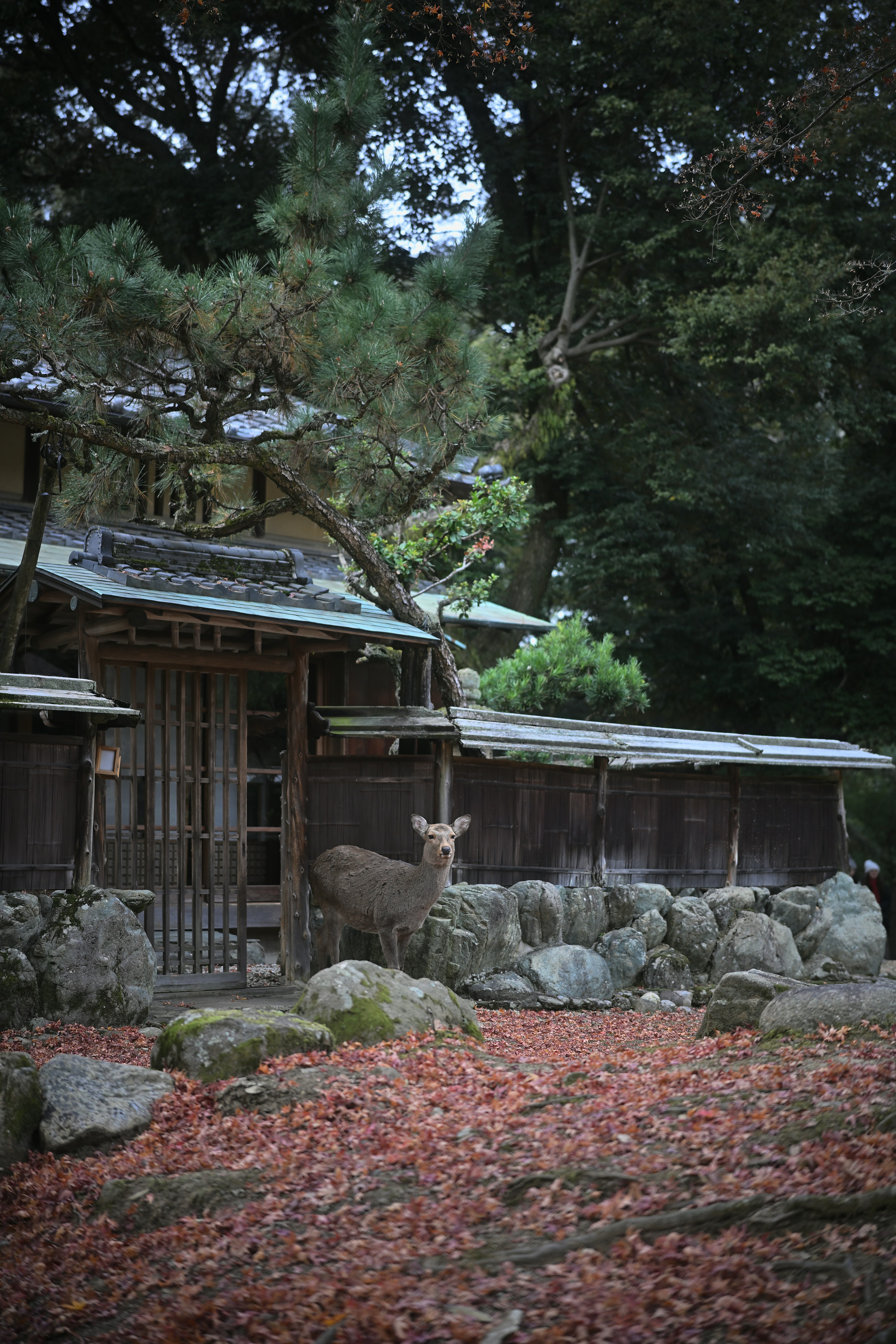 Photo by Fidel Fernando with Nikon Zf