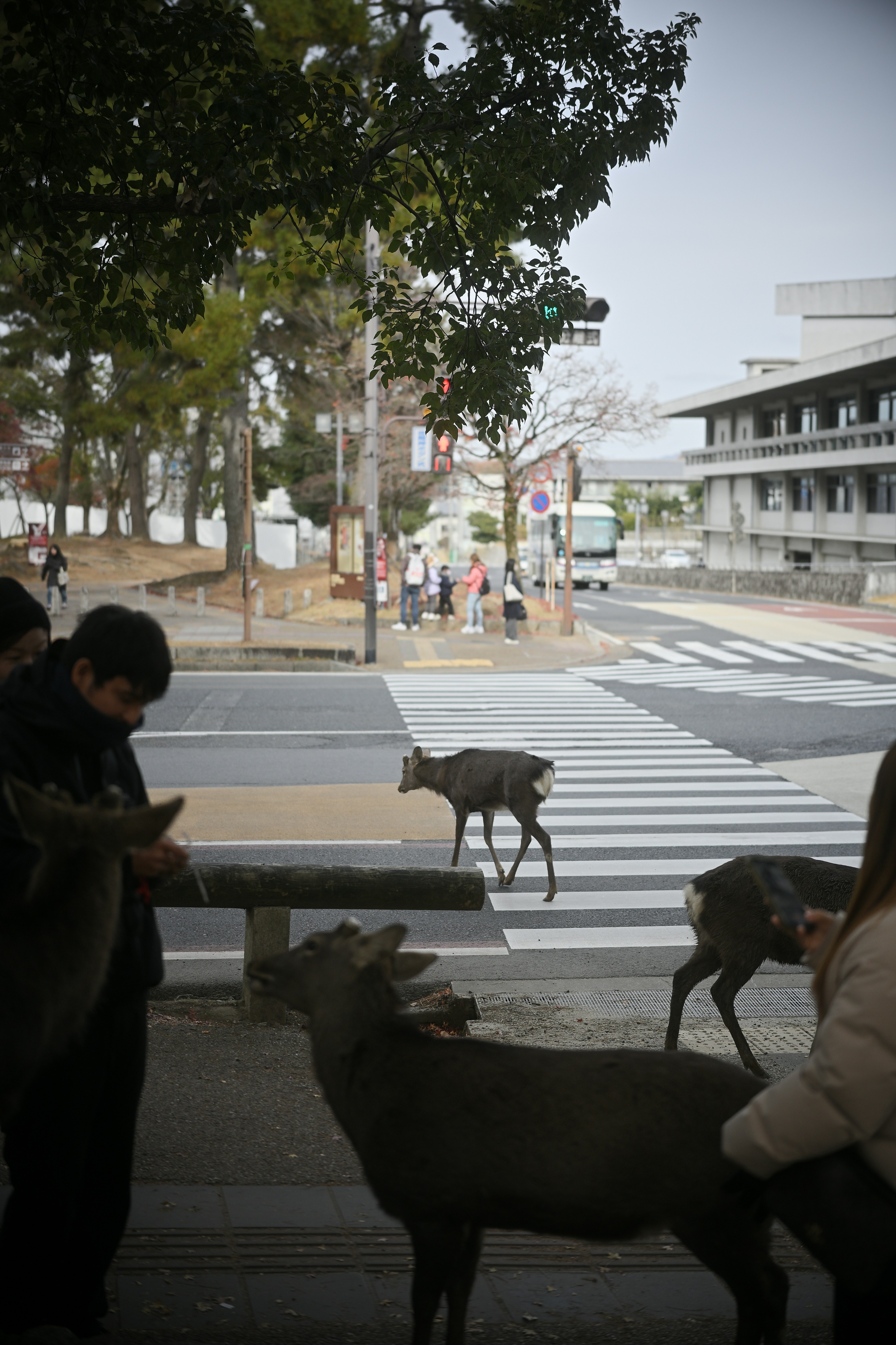 Crosswalk Encounter: A lone deer threads through a city crosswalk