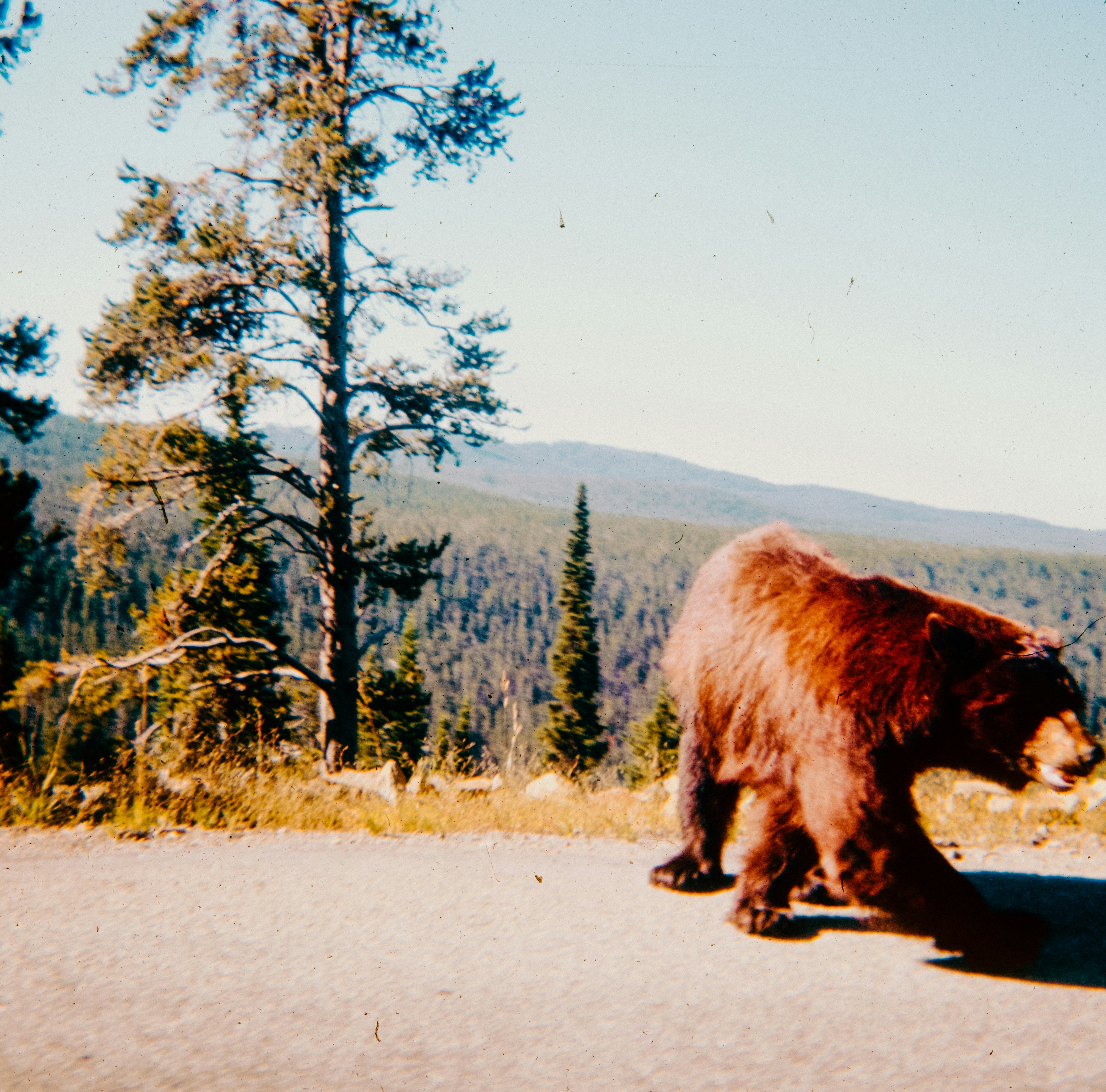 A large brown bear walking across a road photo – Free Bear Image on ...