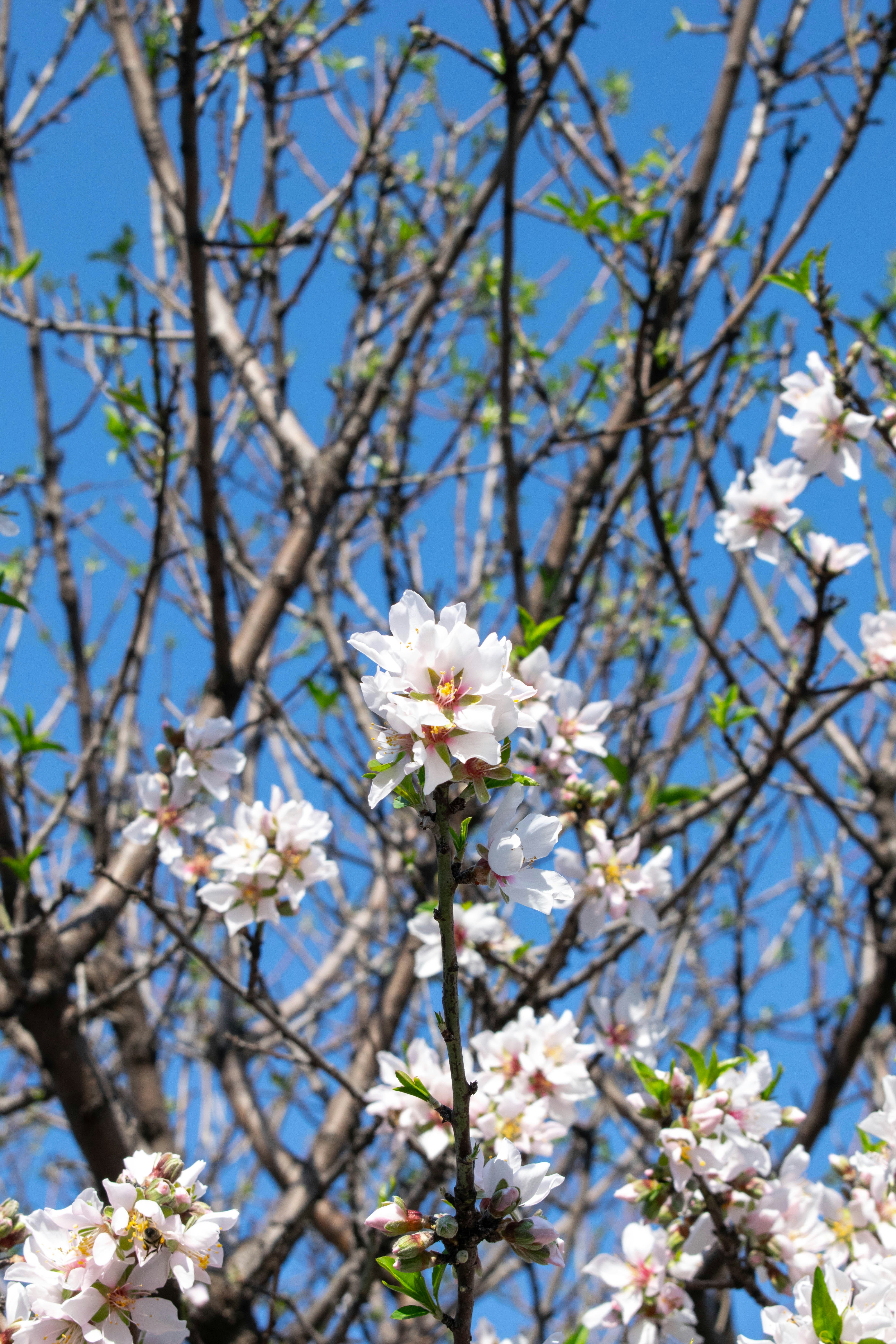 Blossoms Against a Clear Canvas