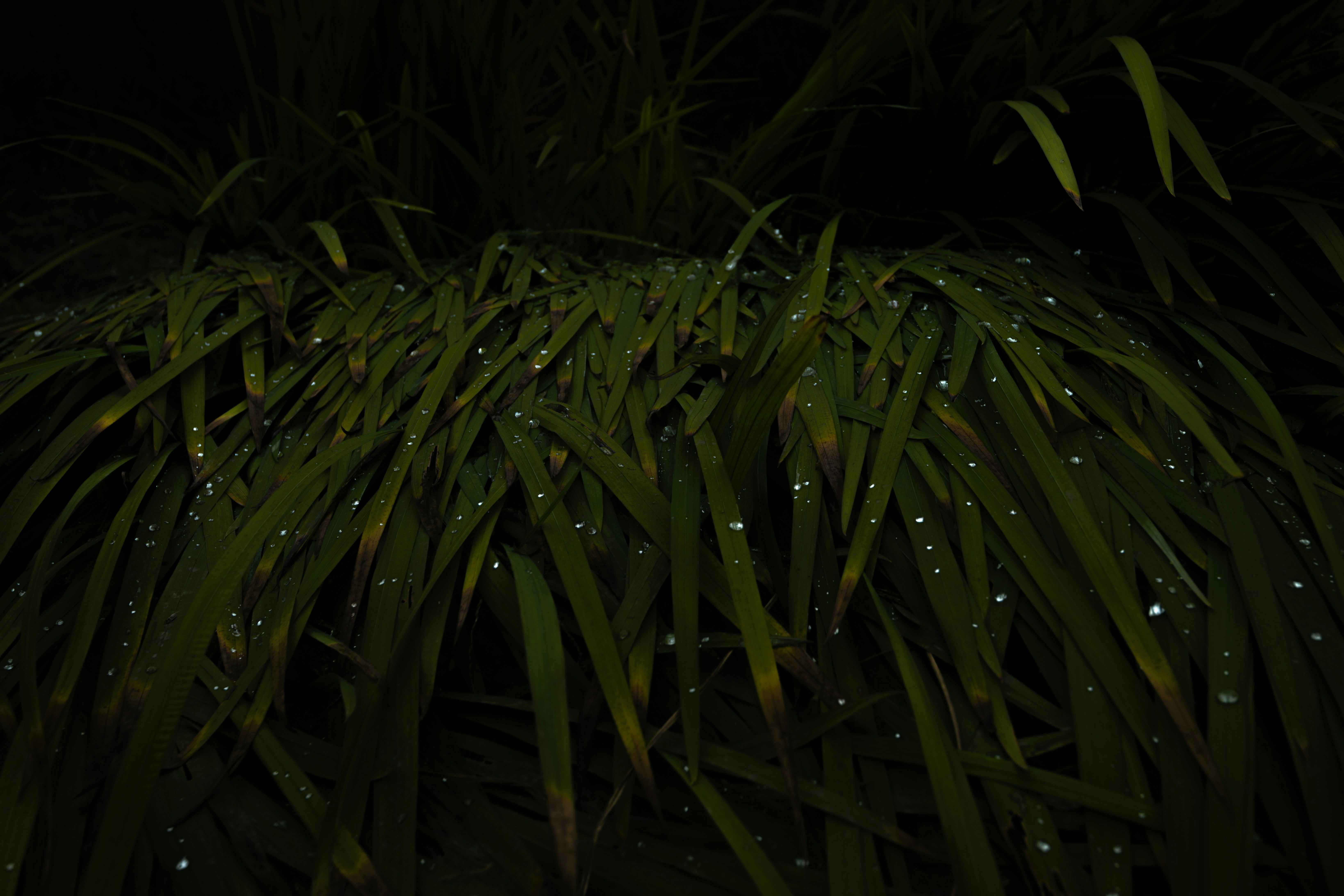 Nocturnal Dew on a Tangle of Narrow Green Leaves