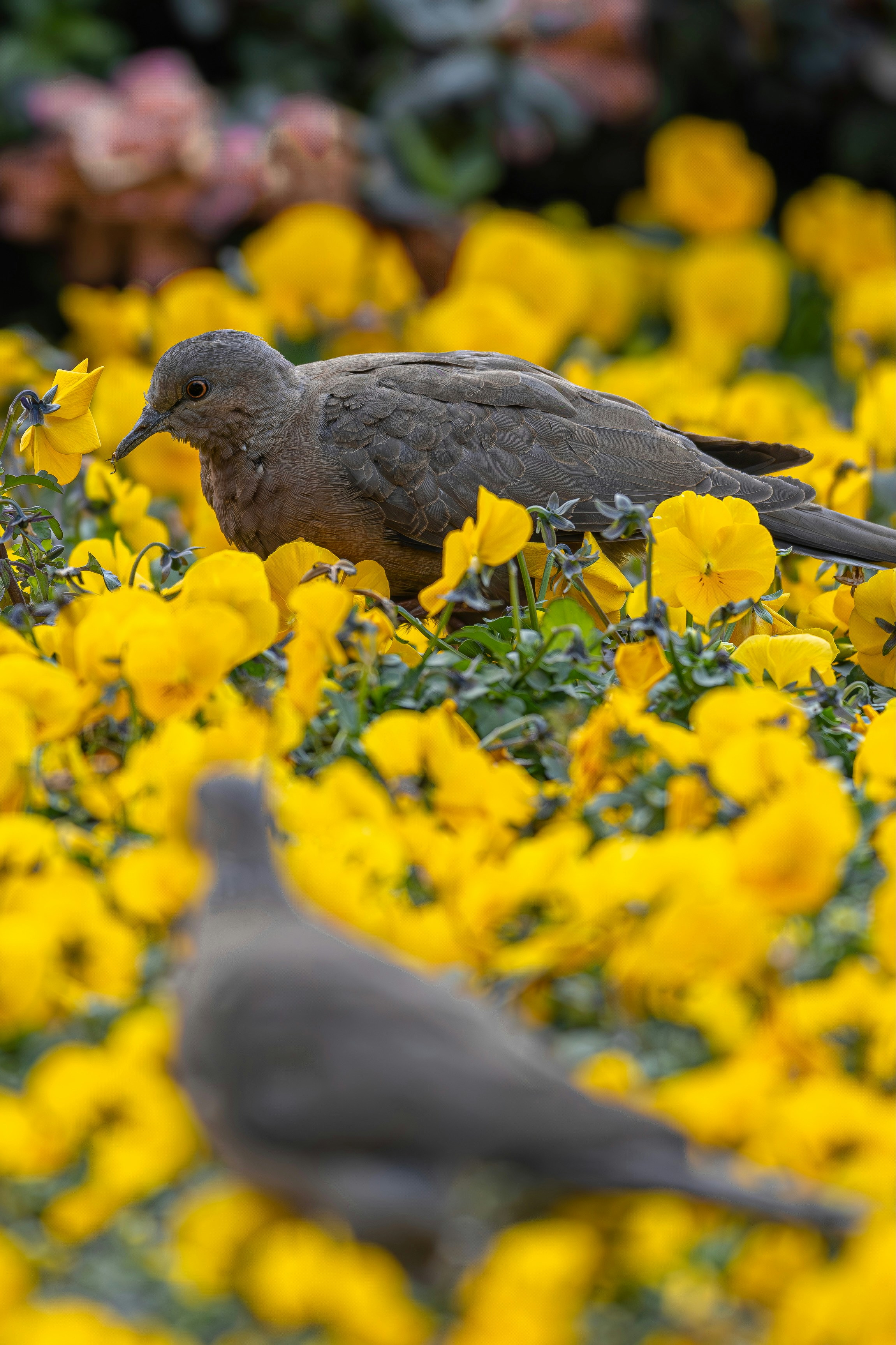 Grey Dove Navigates a Field of Yellow Petunias