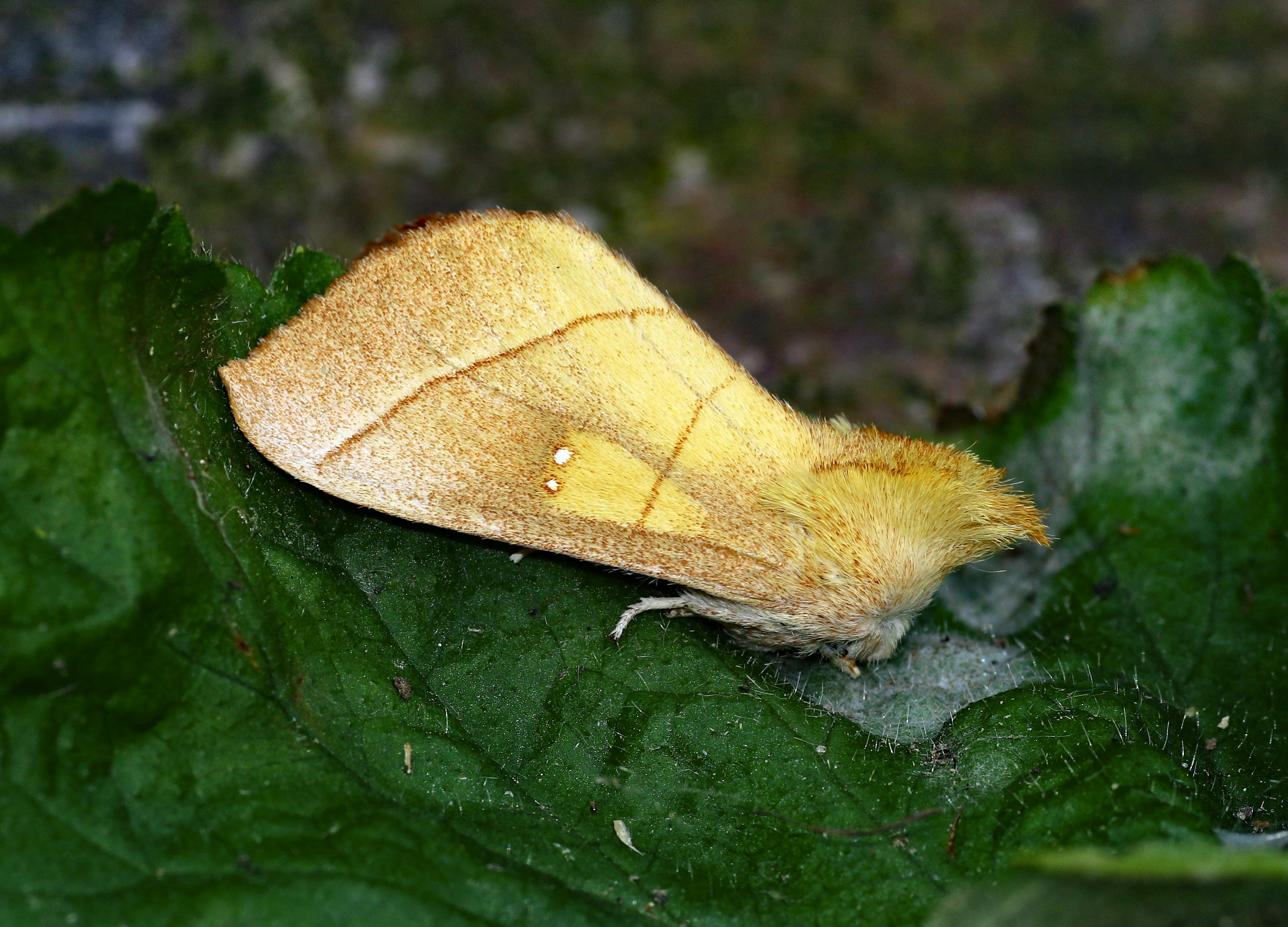Amber Leaf-Moth at Rest on a Veined Green Stage