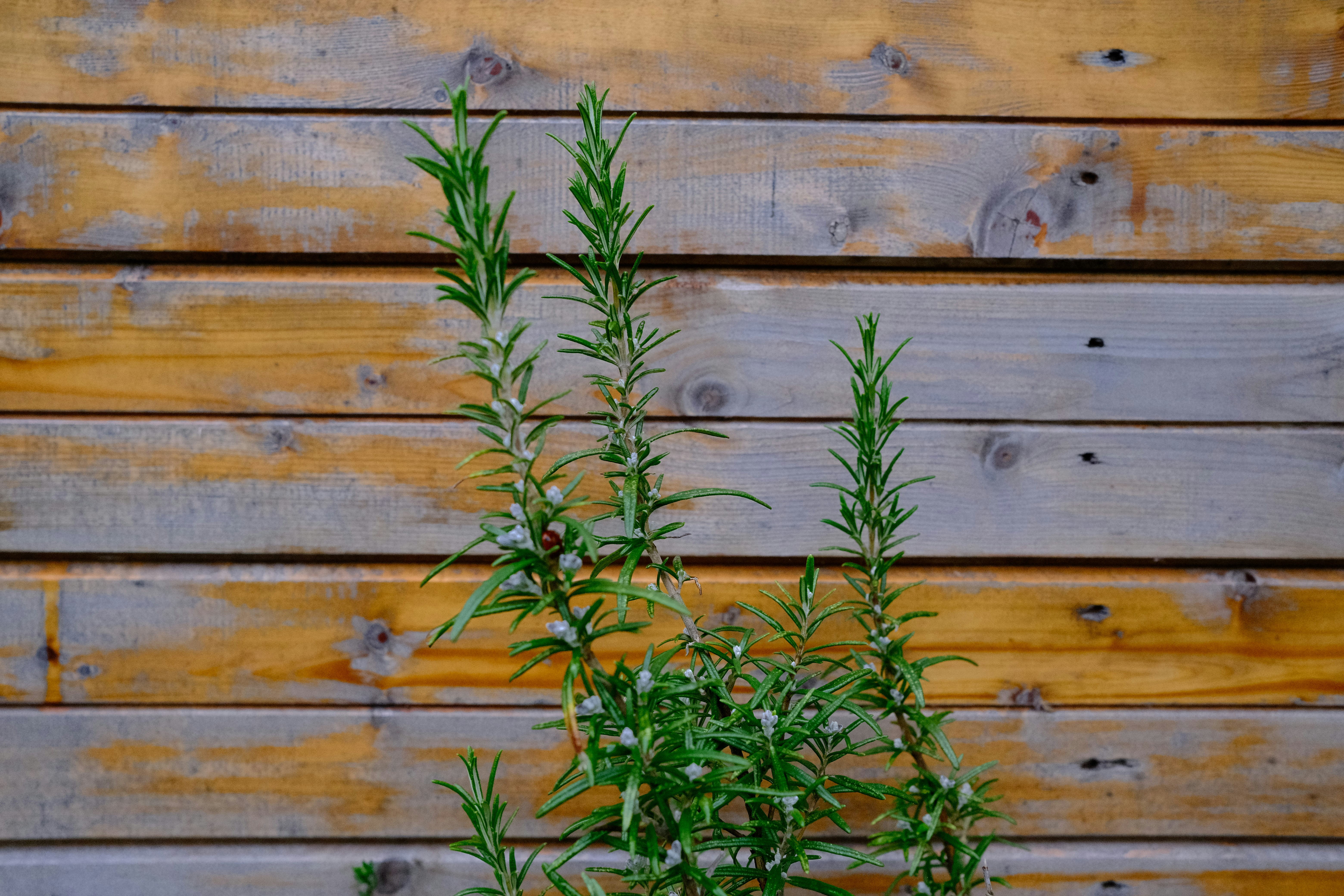 Rosemary plant with lush green leaves against a rustic wooden wall backdrop.