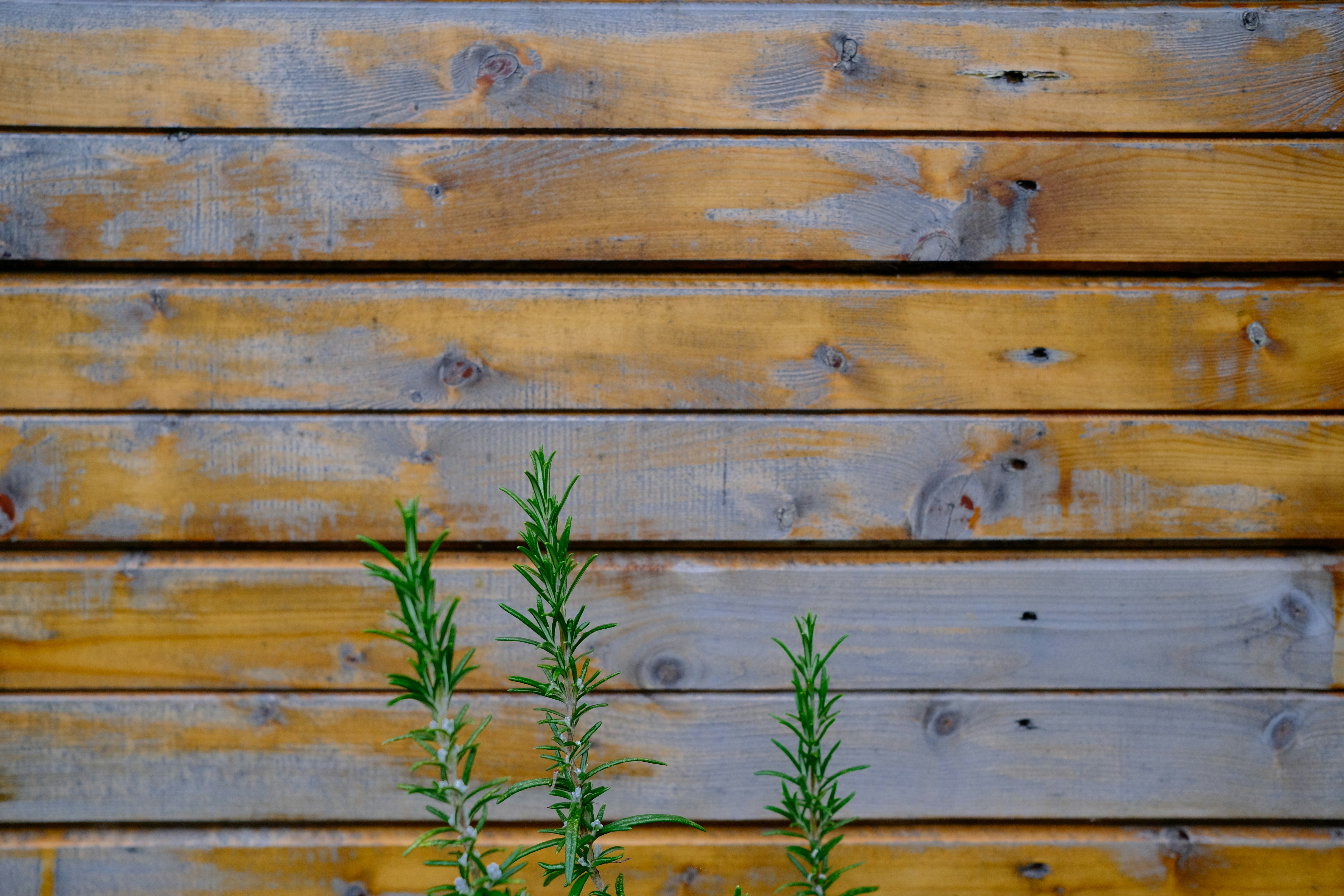 Green rosemary sprigs rise before a rustic wooden backdrop with weathered textures.