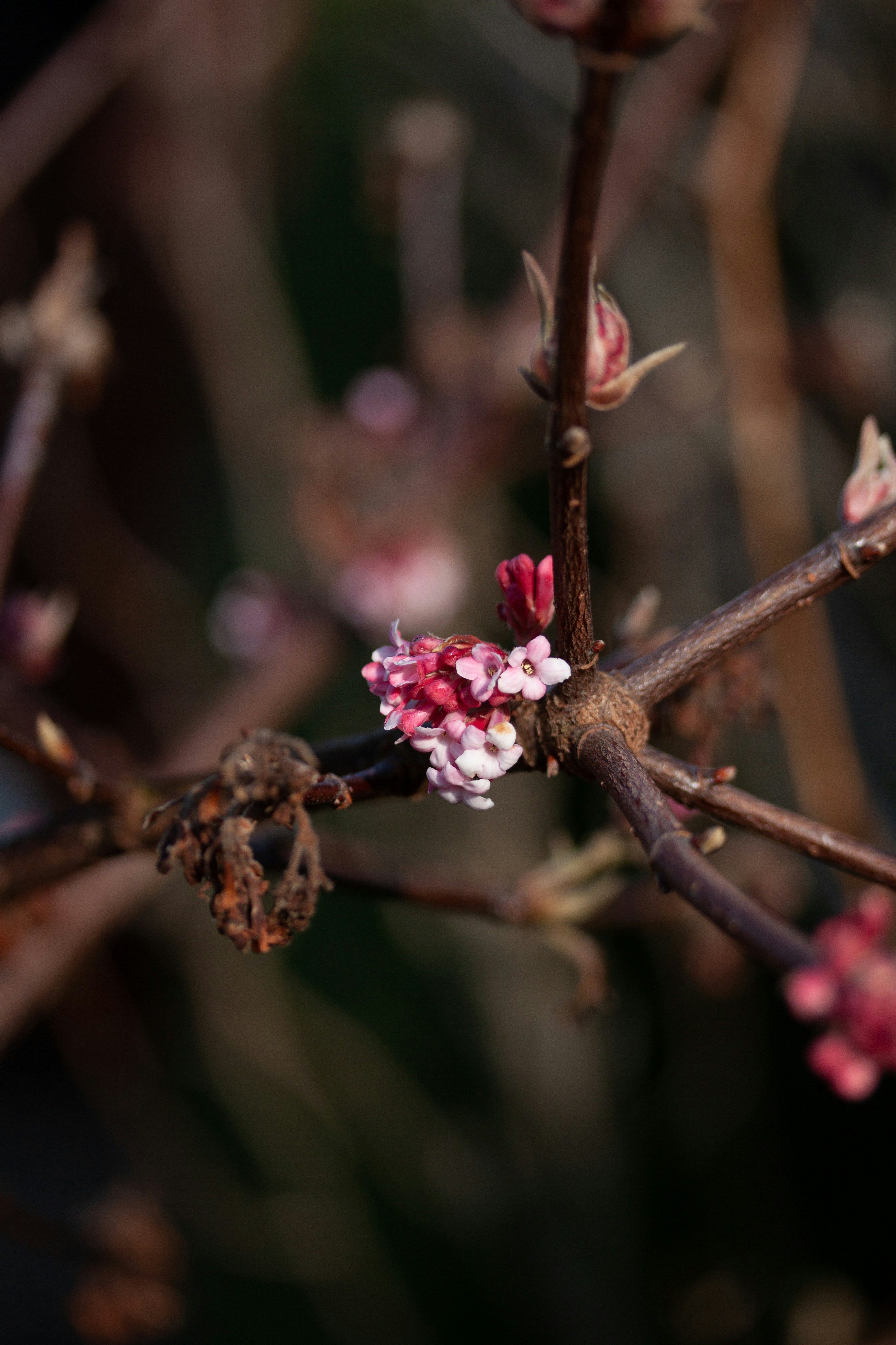 Soft Pink Buds on a Quiet Branch