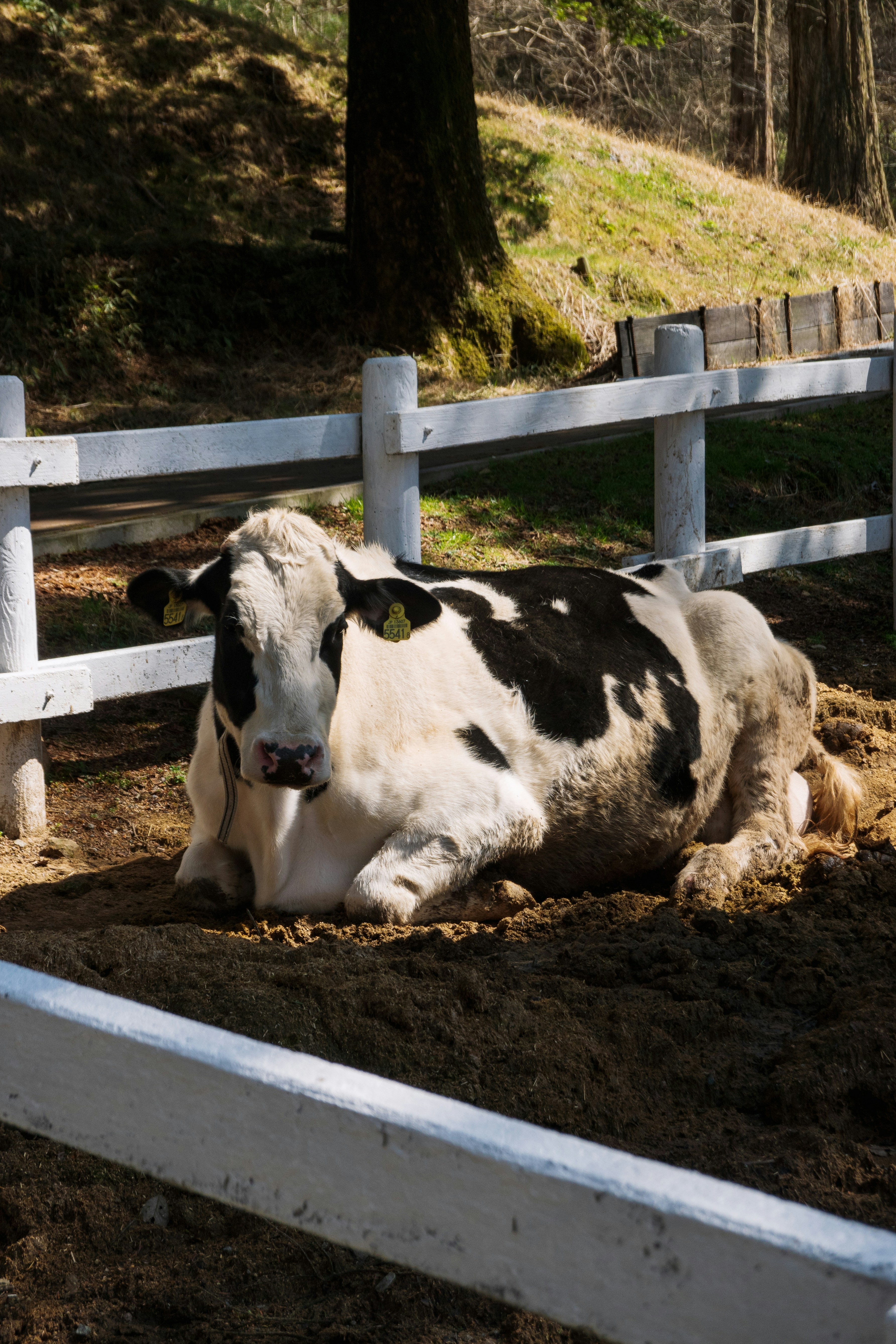 Curled in the Sun: A Black-and-White Cow Resting by a White Fence