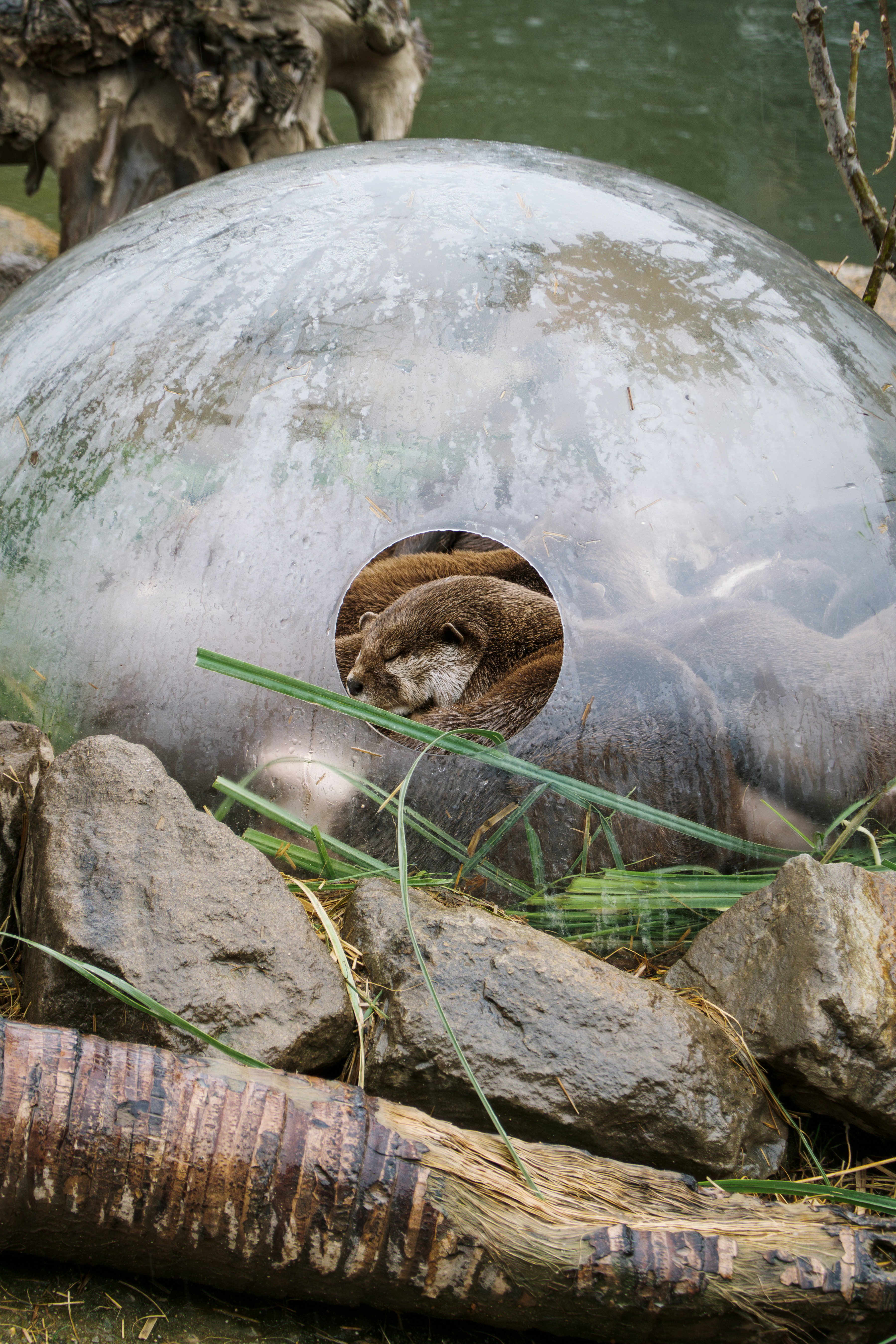 Red Panda Through a Circular Glass Dome: A Quiet Moment Behind a Weathered Portal