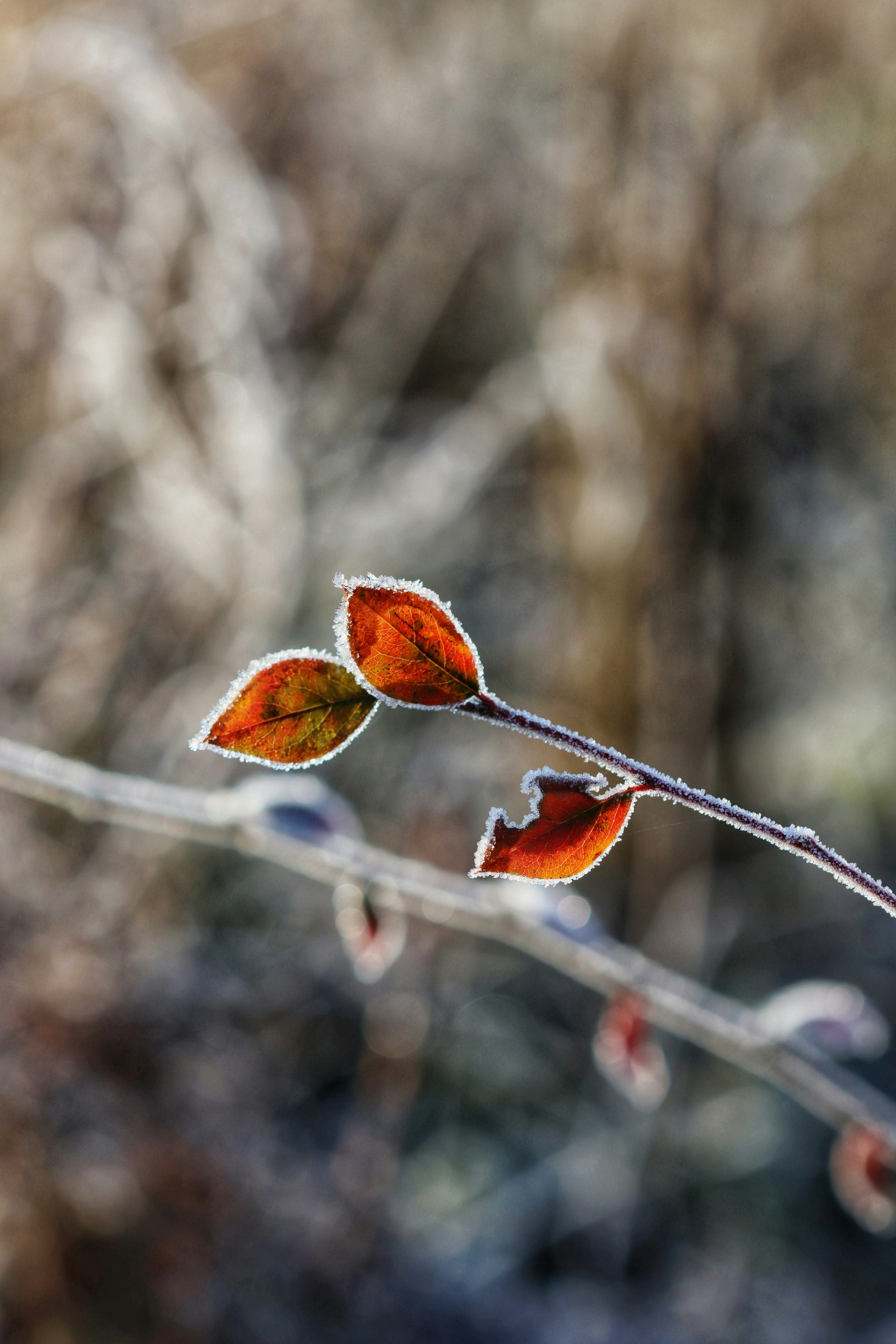 Frost-Edged Ember Leaves on a Quiet Winter Twig