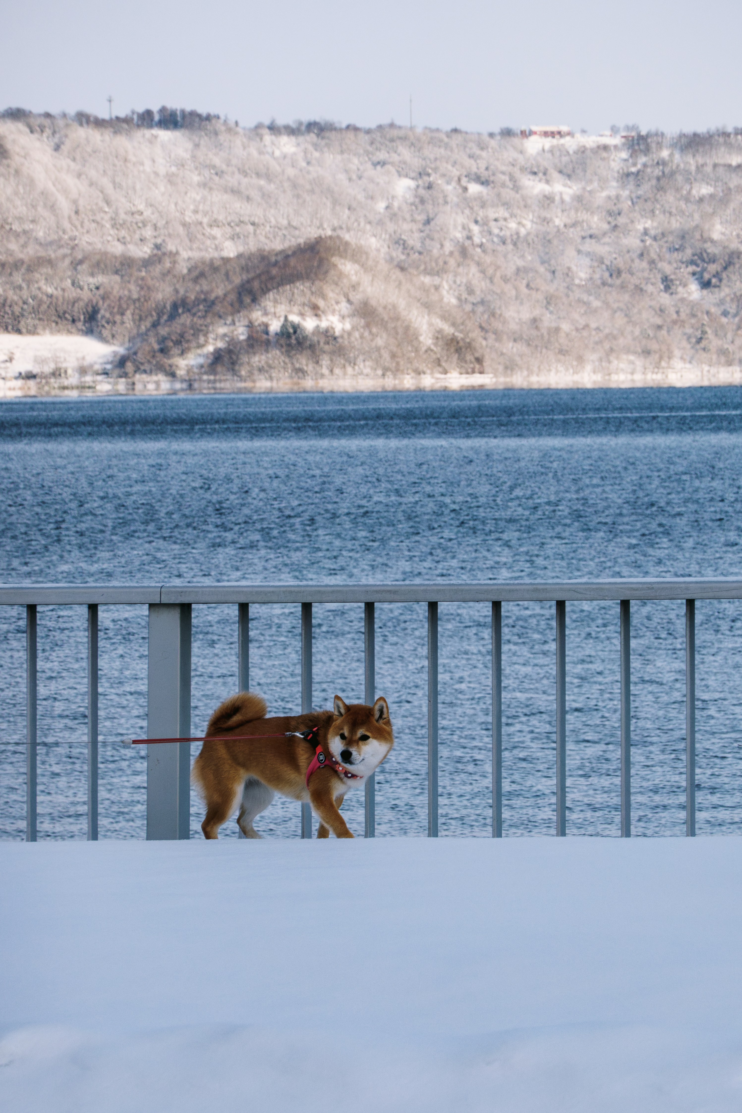 Shiba on the Snowfront: A Quiet Winter by the Water