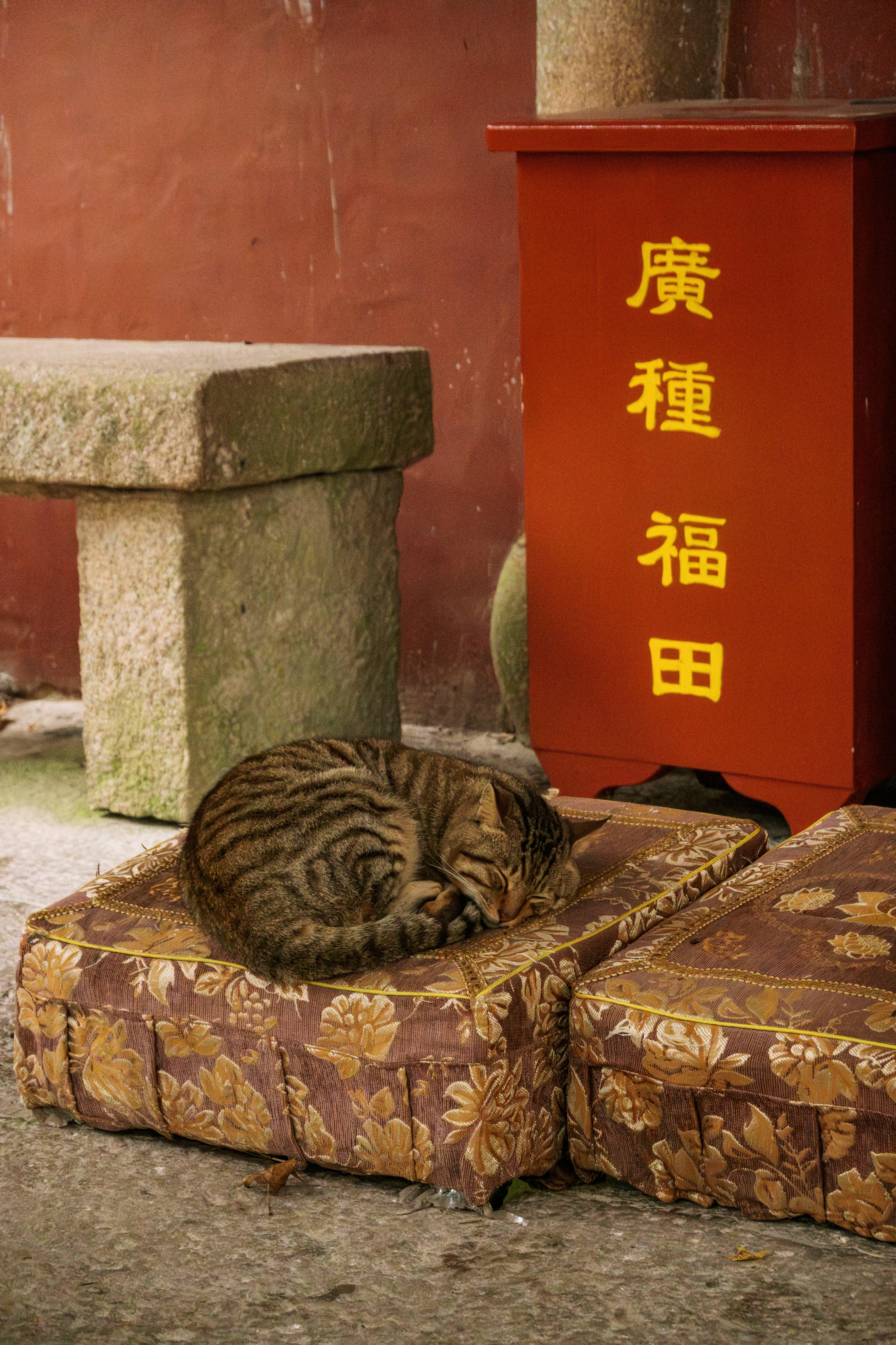 Tabby at Rest on Floral Cushions by a Red Shrine Panel with Gold Characters
